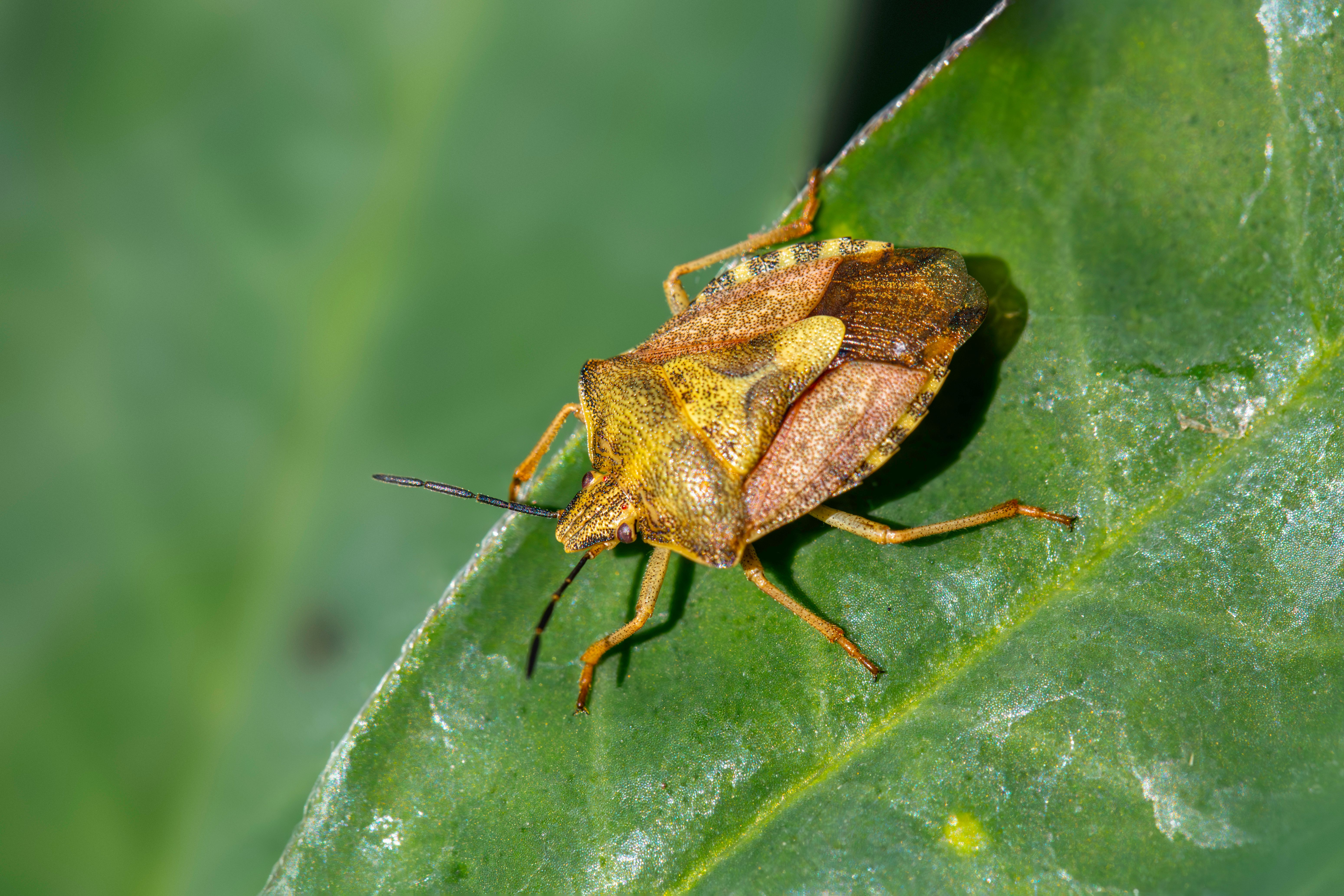 Macro Shot of a Shield Bug on a Leaf · Free Stock Photo