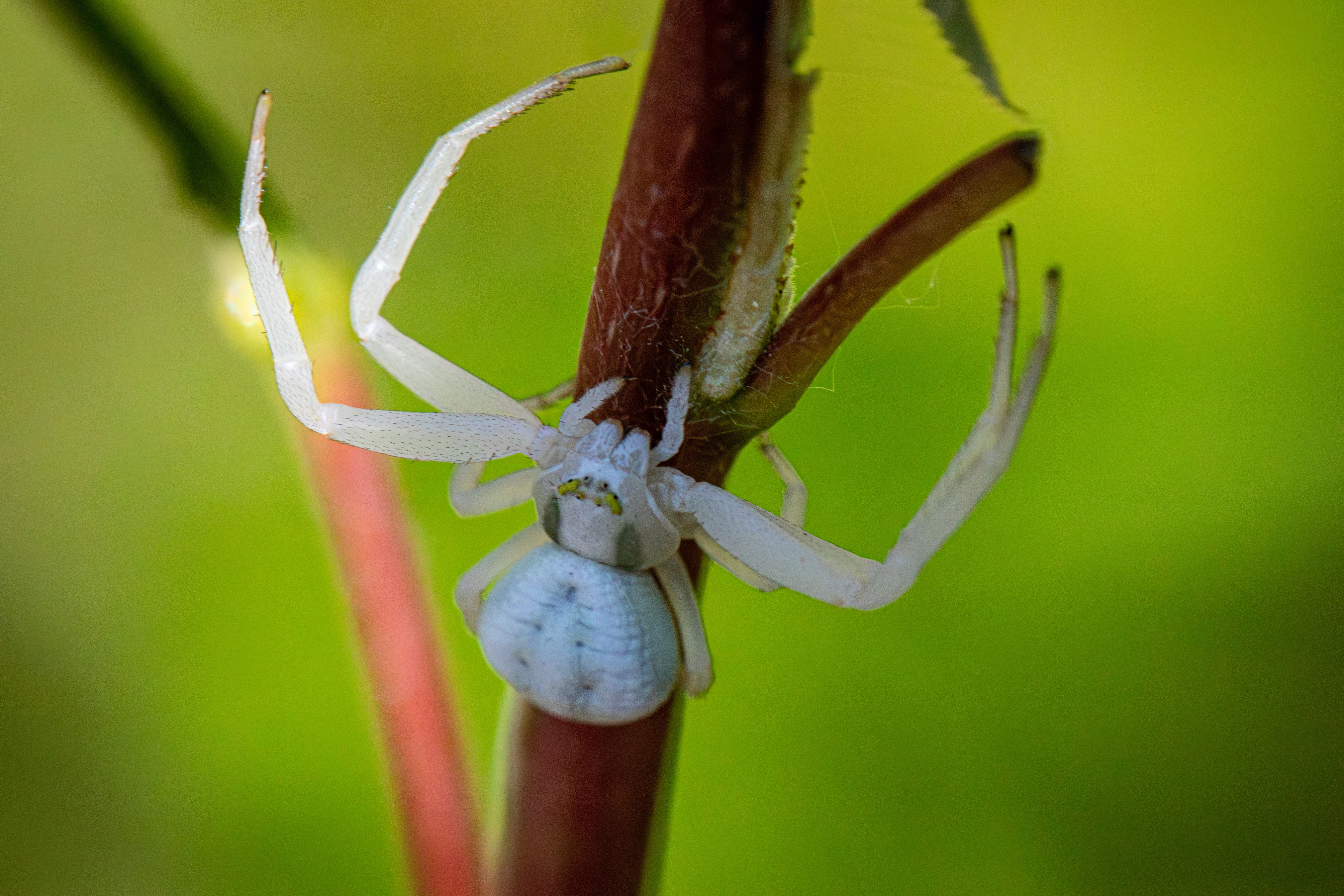 Macrofotografía De Araña Cangrejo Vara De Oro Sobre El Tallo De Una ...