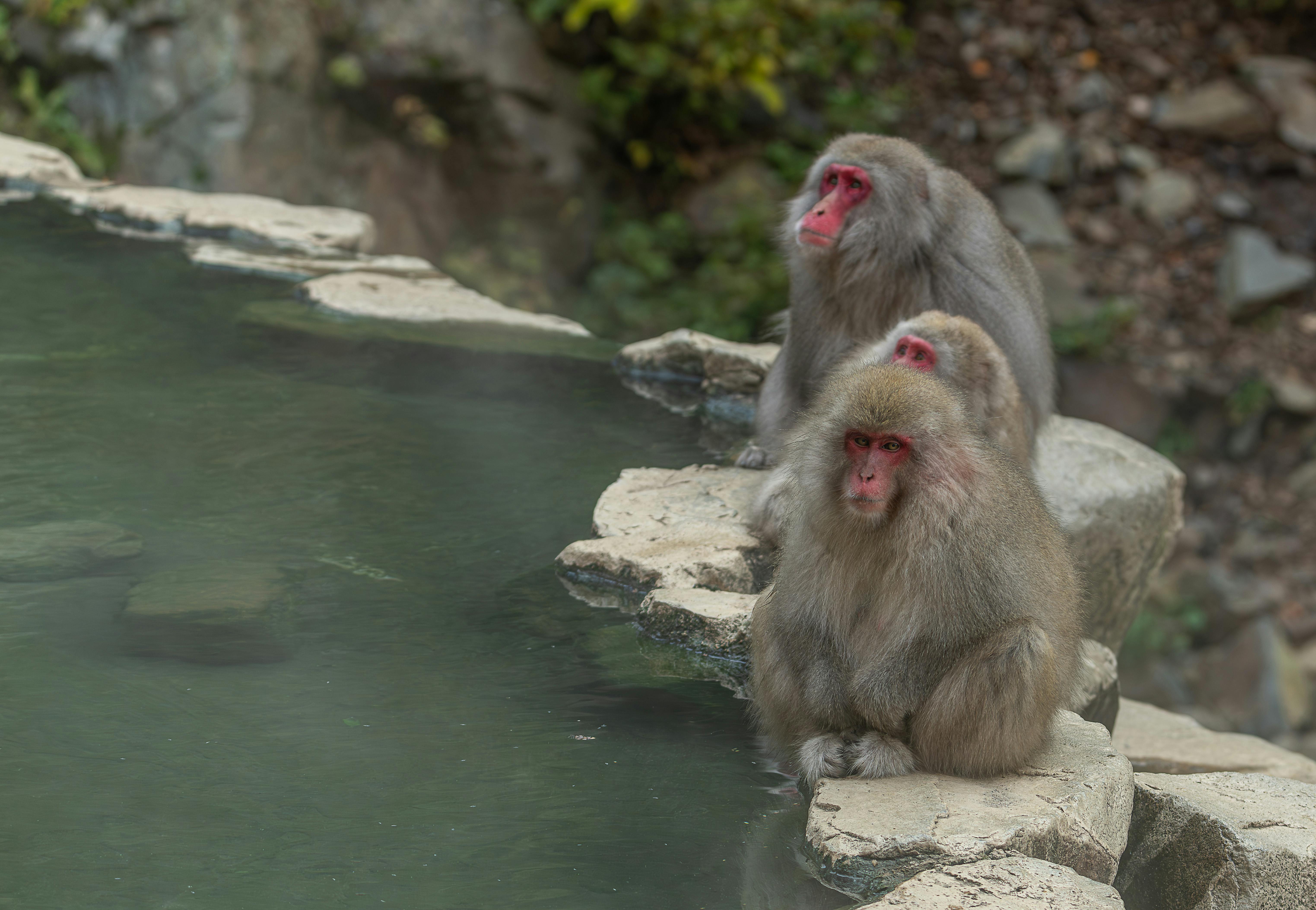 Japanese Macaques Relaxing in Nagano Hot Spring · Free Stock Photo