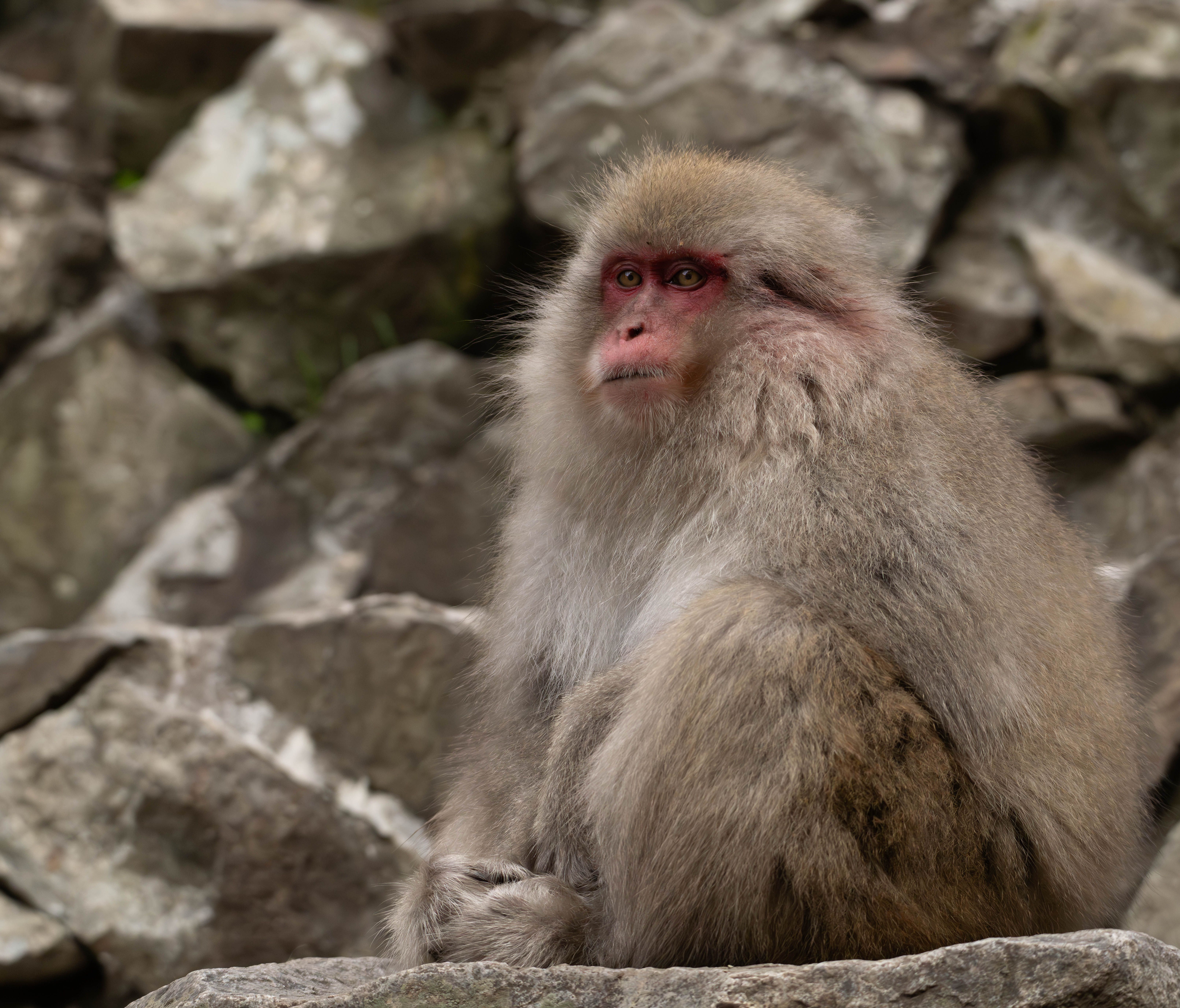 Japanese Macaque in Nagano's Natural Habitat · Free Stock Photo