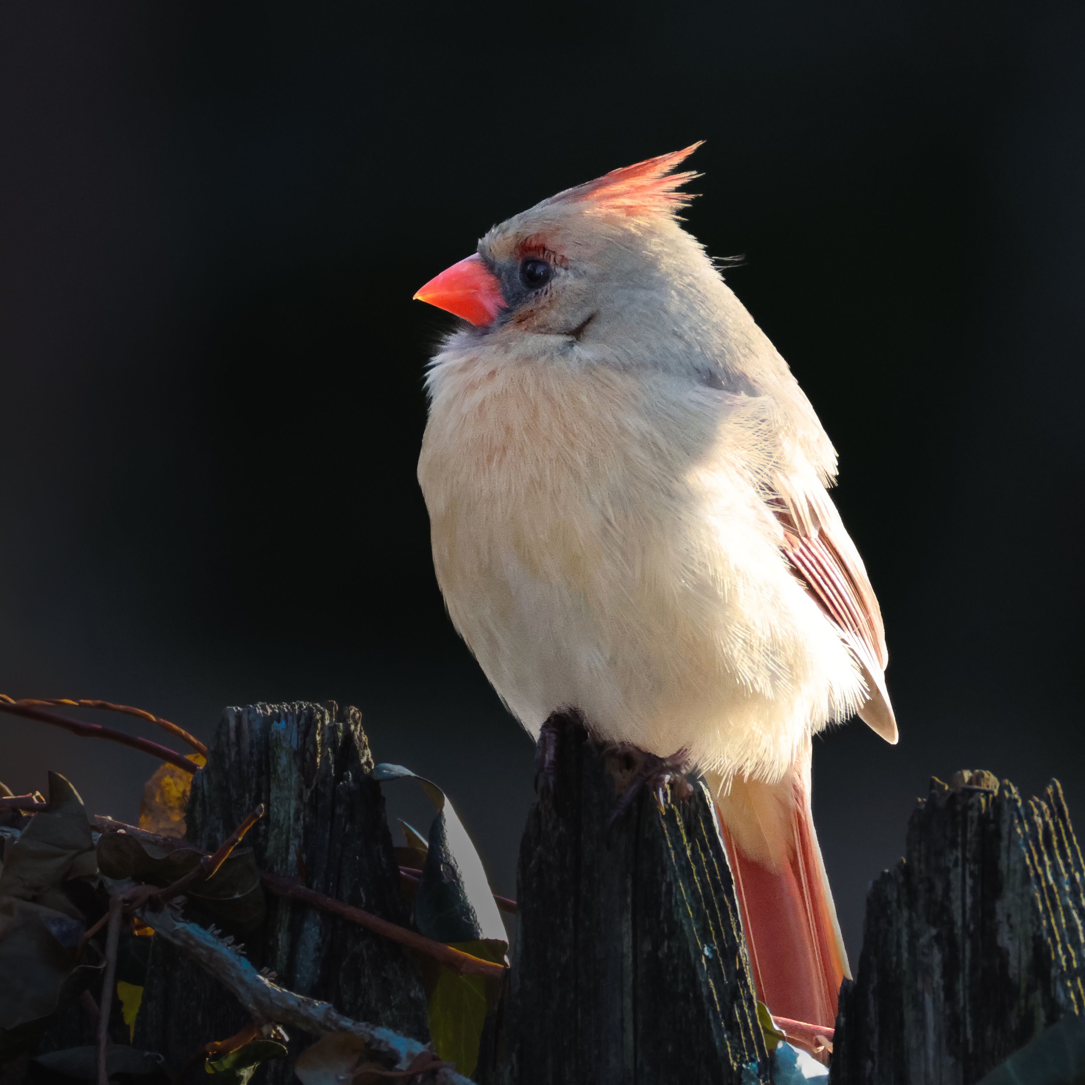 Female Northern Cardinal on a Wooden Perch in Sunlight · Free Stock Photo
