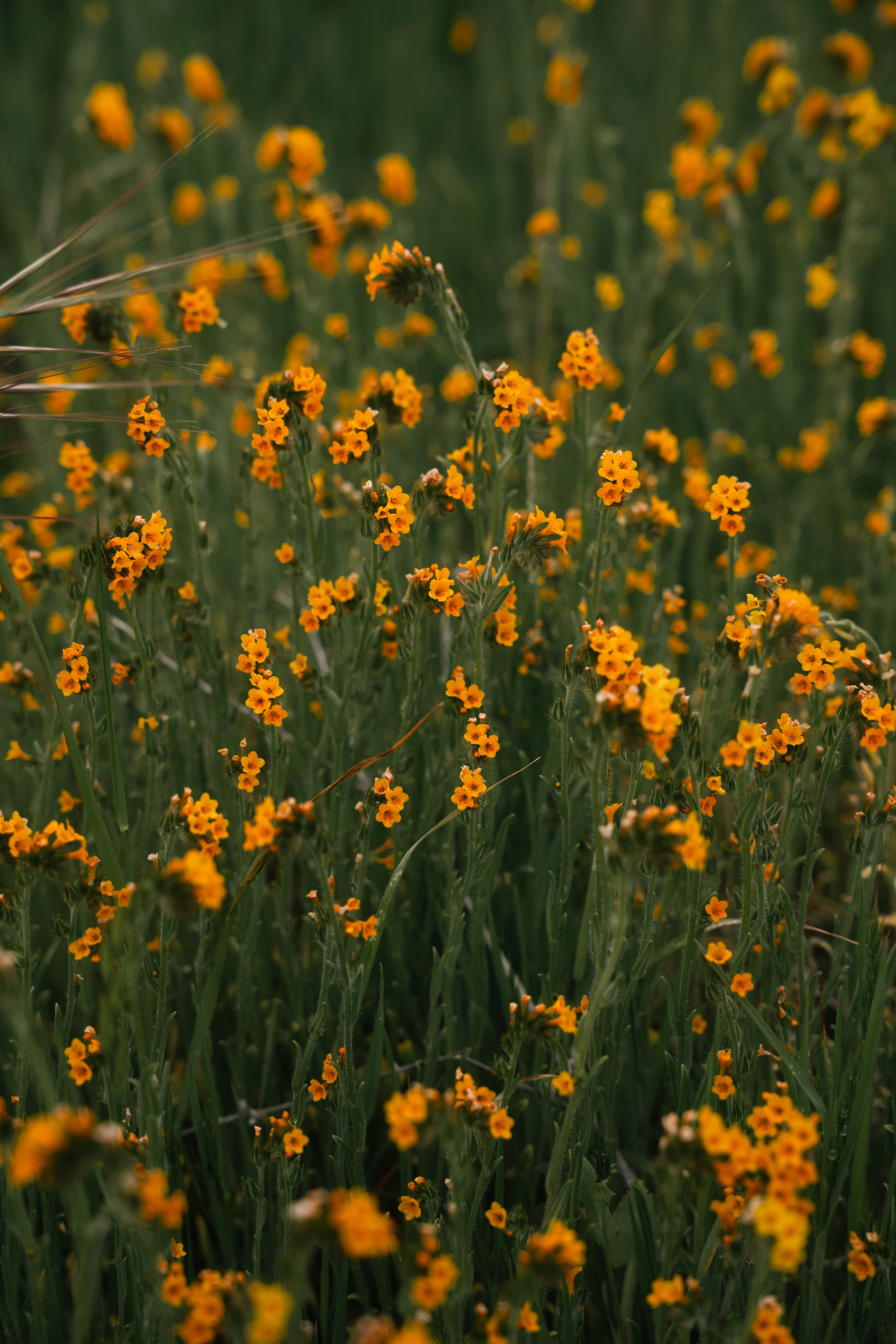Vibrant Field of Wild Yellow Flowers · Free Stock Photo