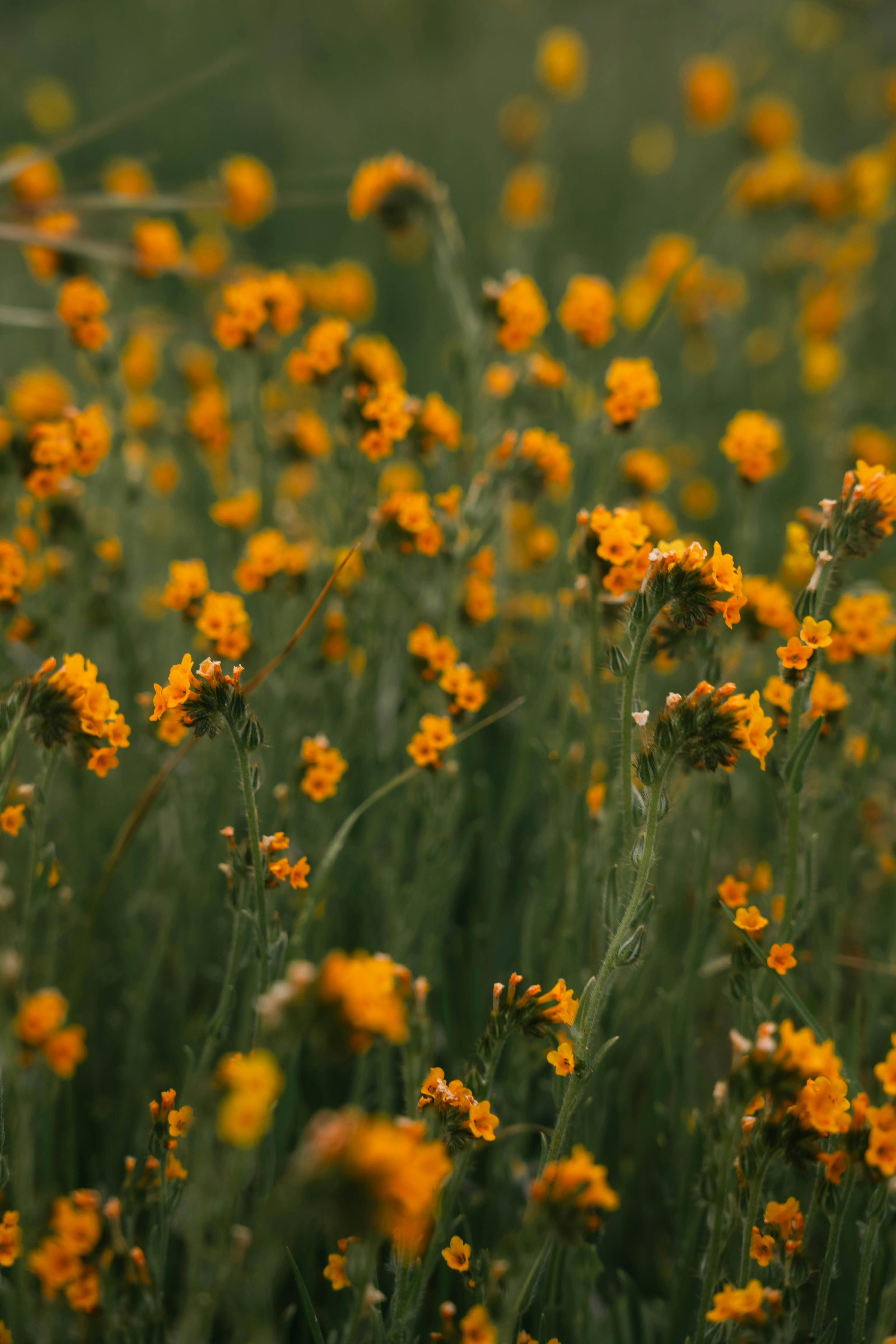 Vibrant Field of Yellow Spring Wildflowers · Free Stock Photo