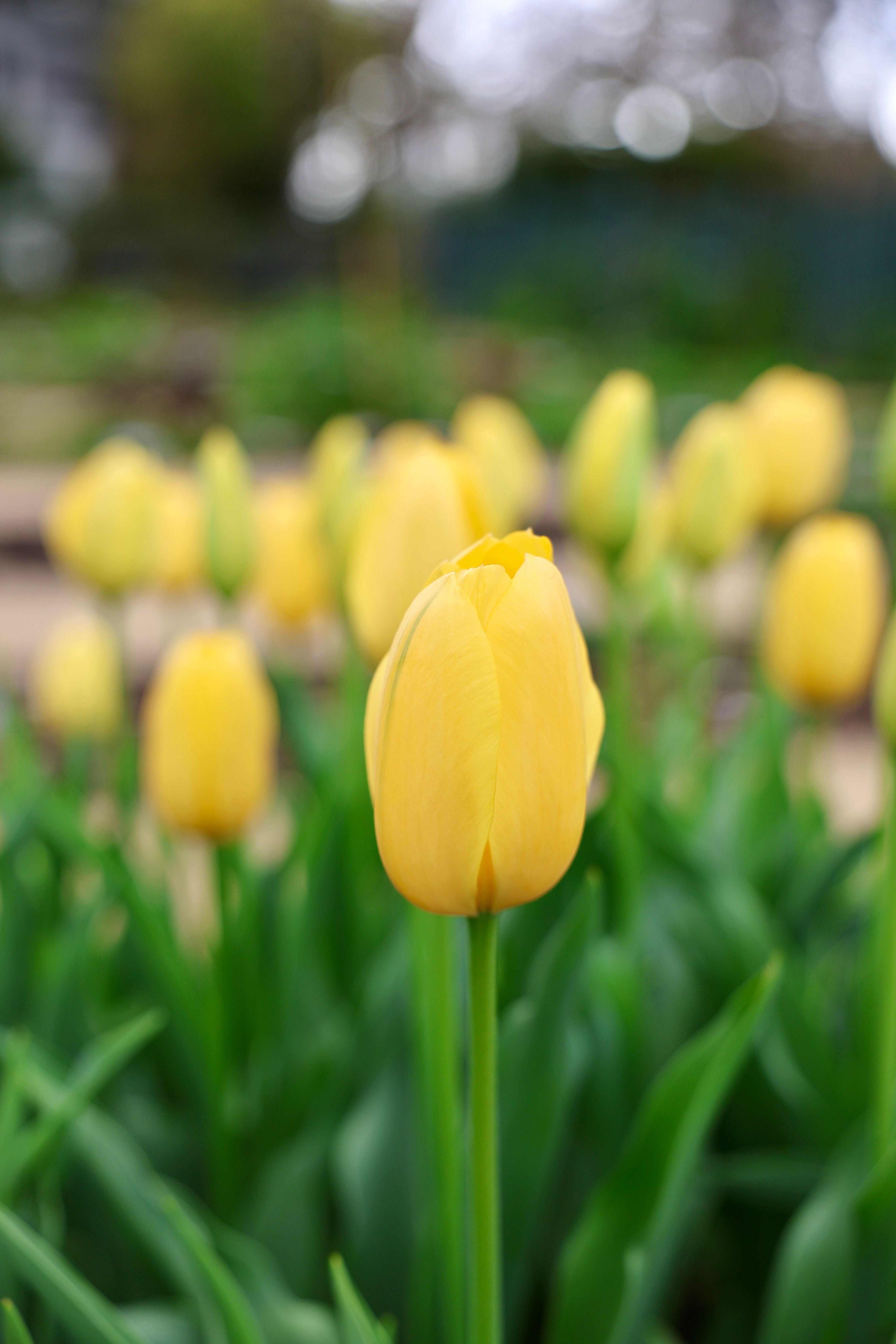 Vibrant Yellow Tulips in Bloom During Spring · Free Stock Photo