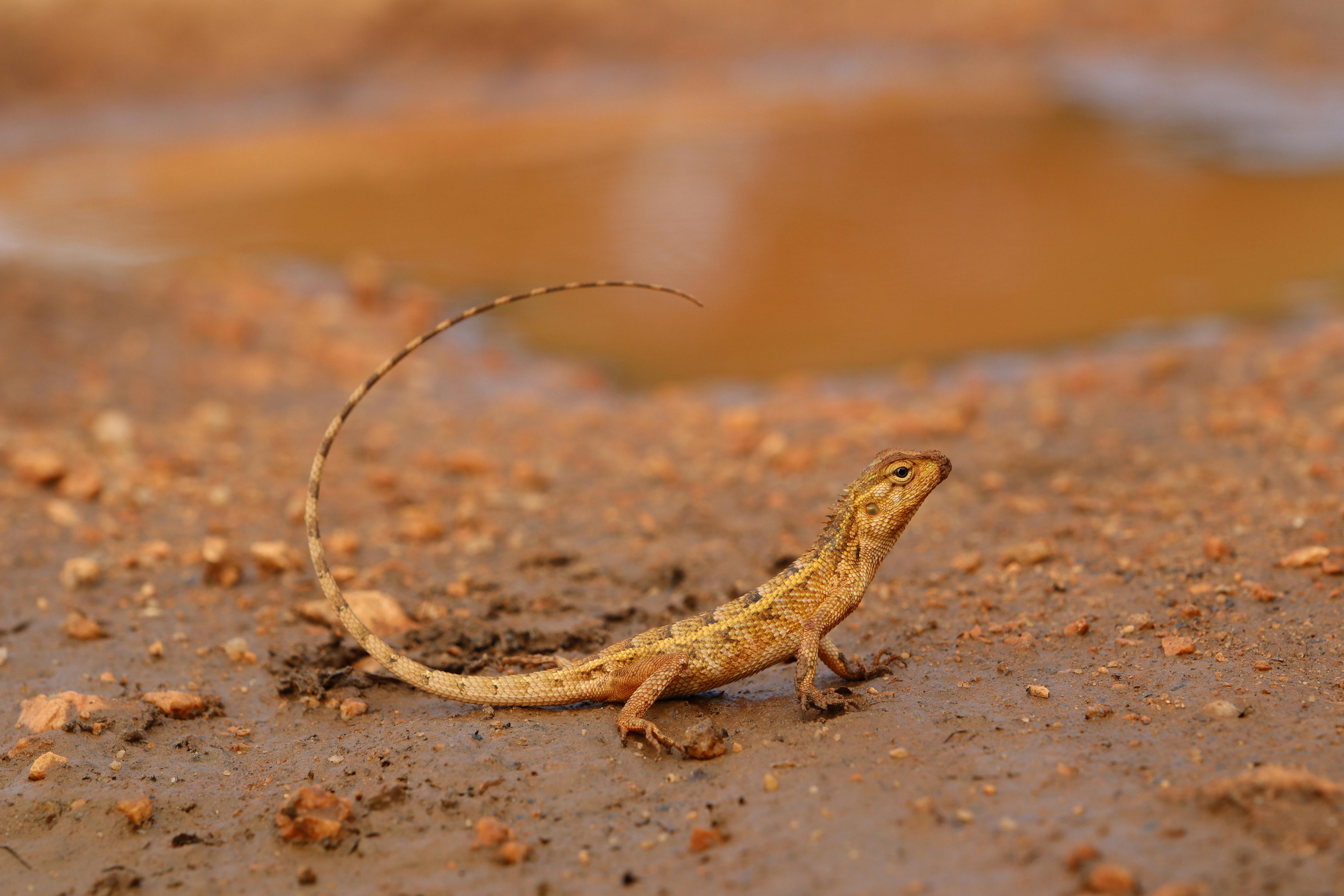 Muddled Background Photos, Download The BEST Free Muddled Background ...