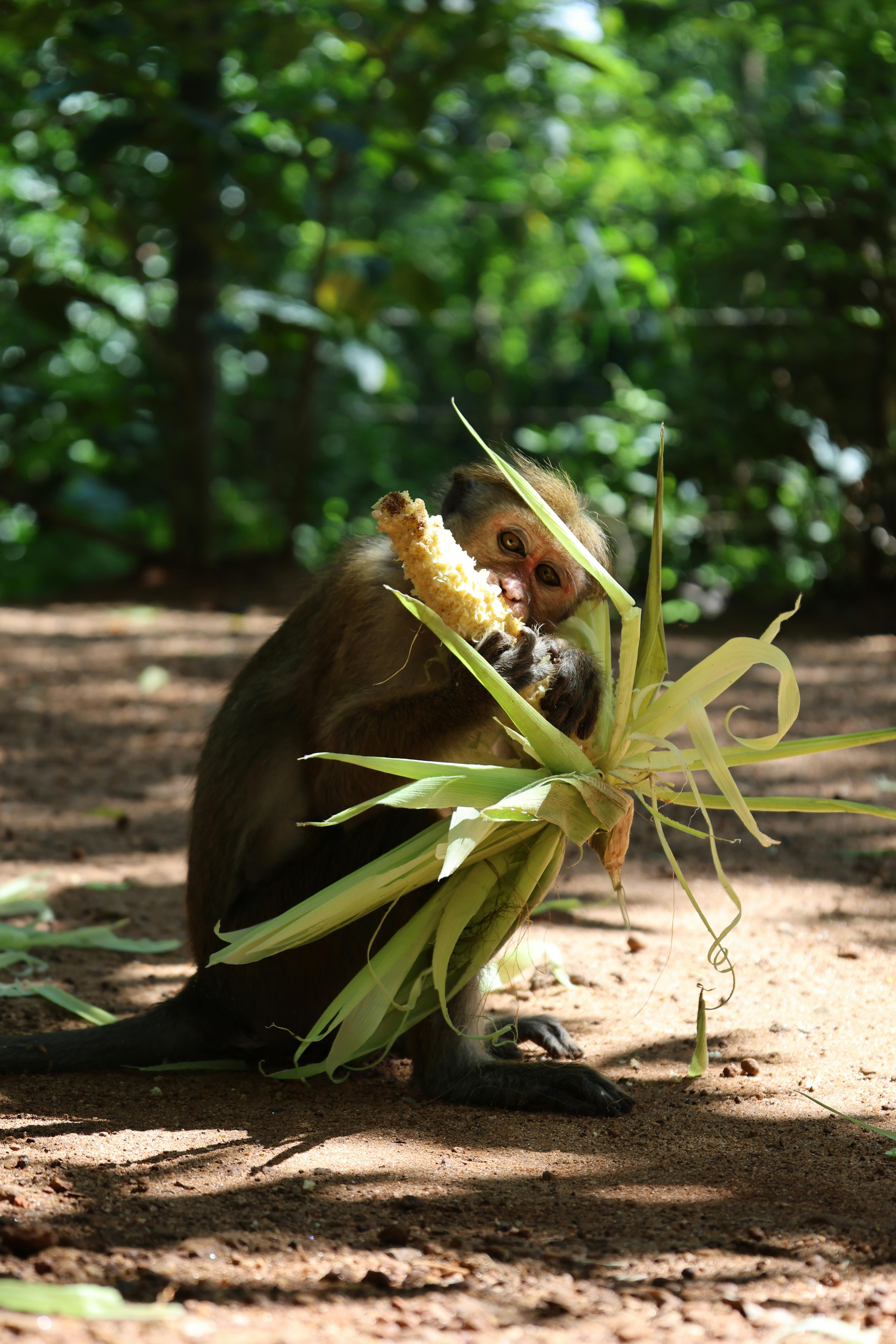 Monkey Eating Corn on the Ground in Sri Lankan Jungle · Free Stock Photo