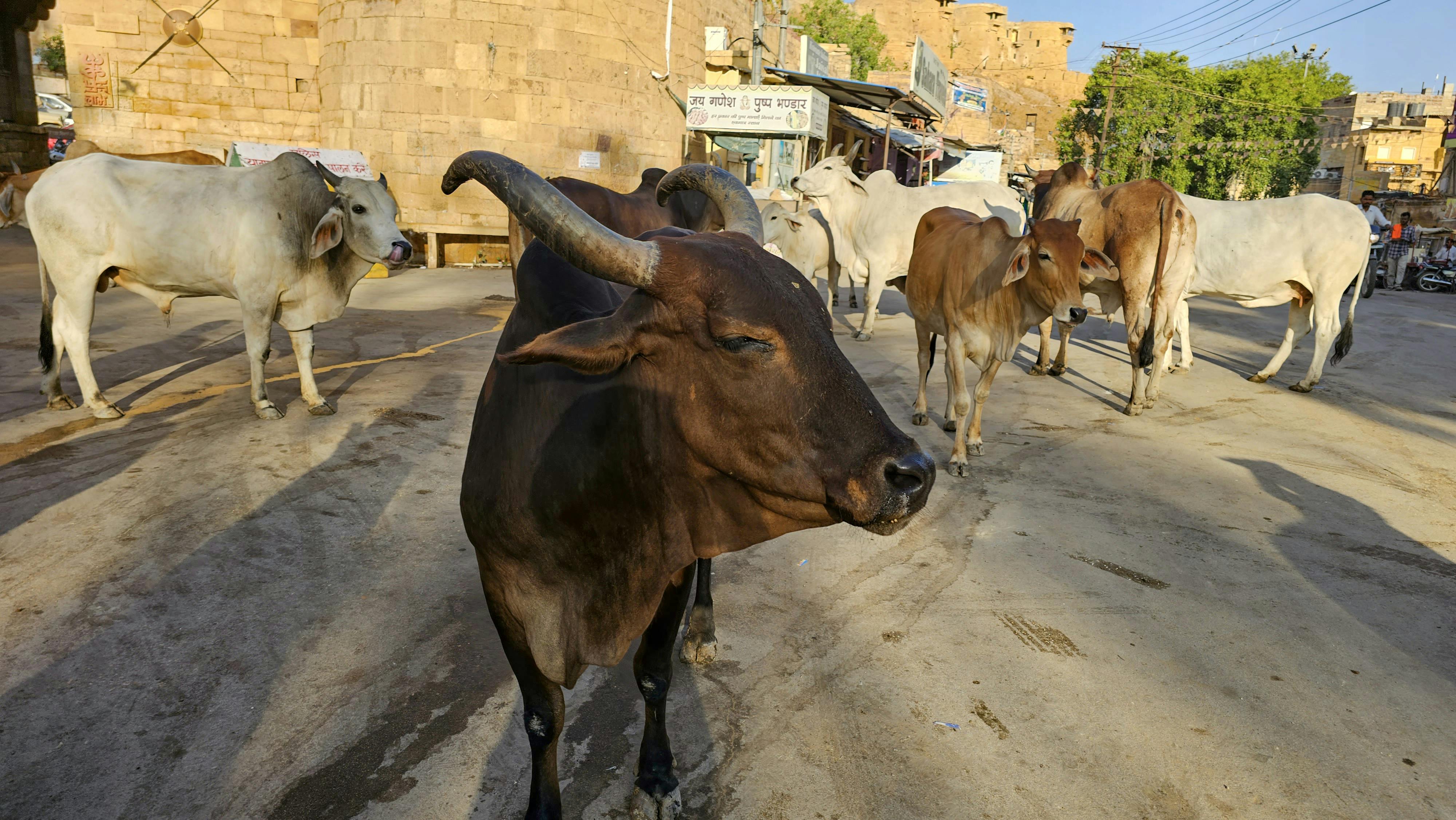 Cows Roaming in Jaisalmer Street · Free Stock Photo