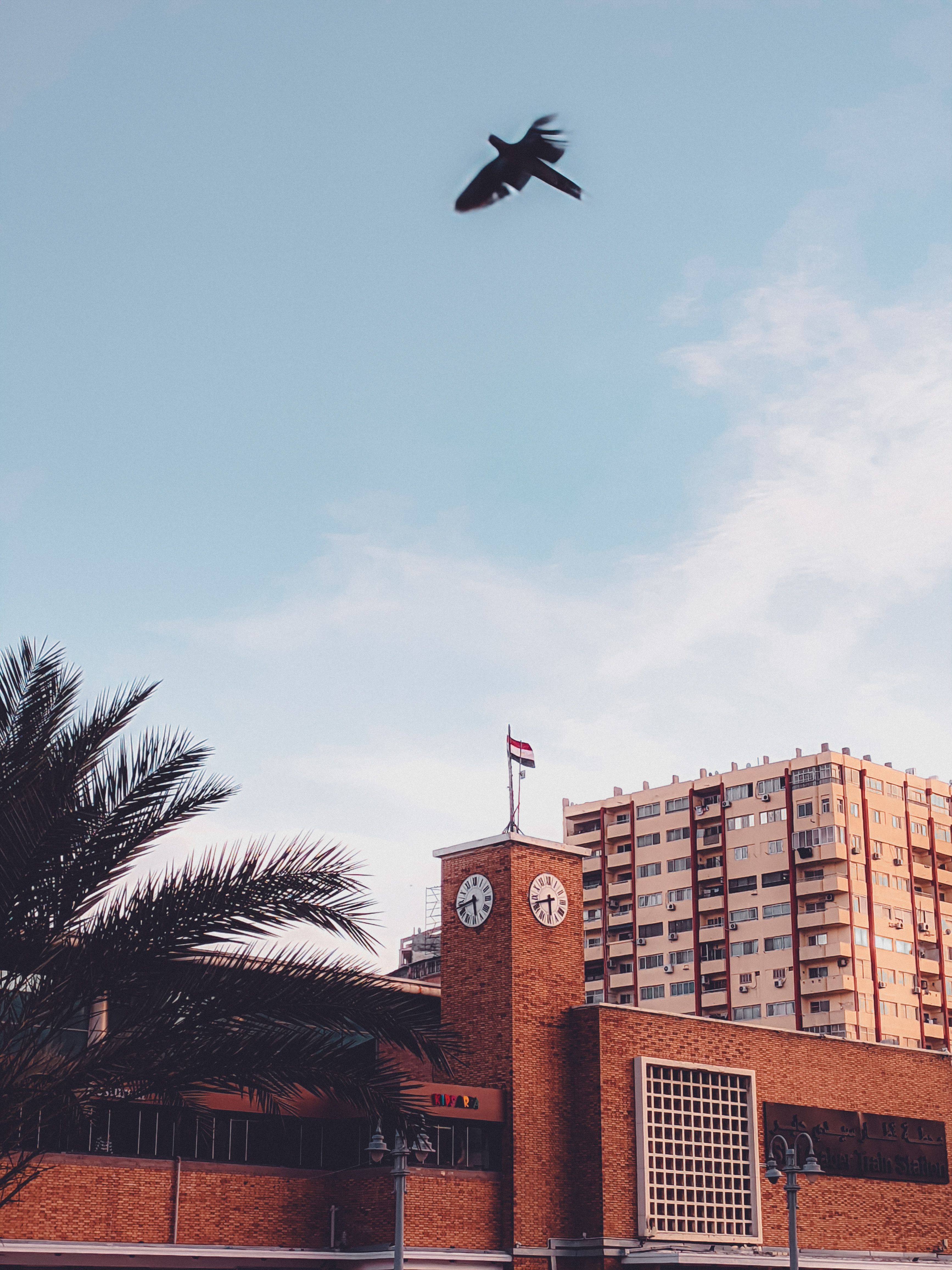 Clock Tower and Bird in Urban Landscape · Free Stock Photo