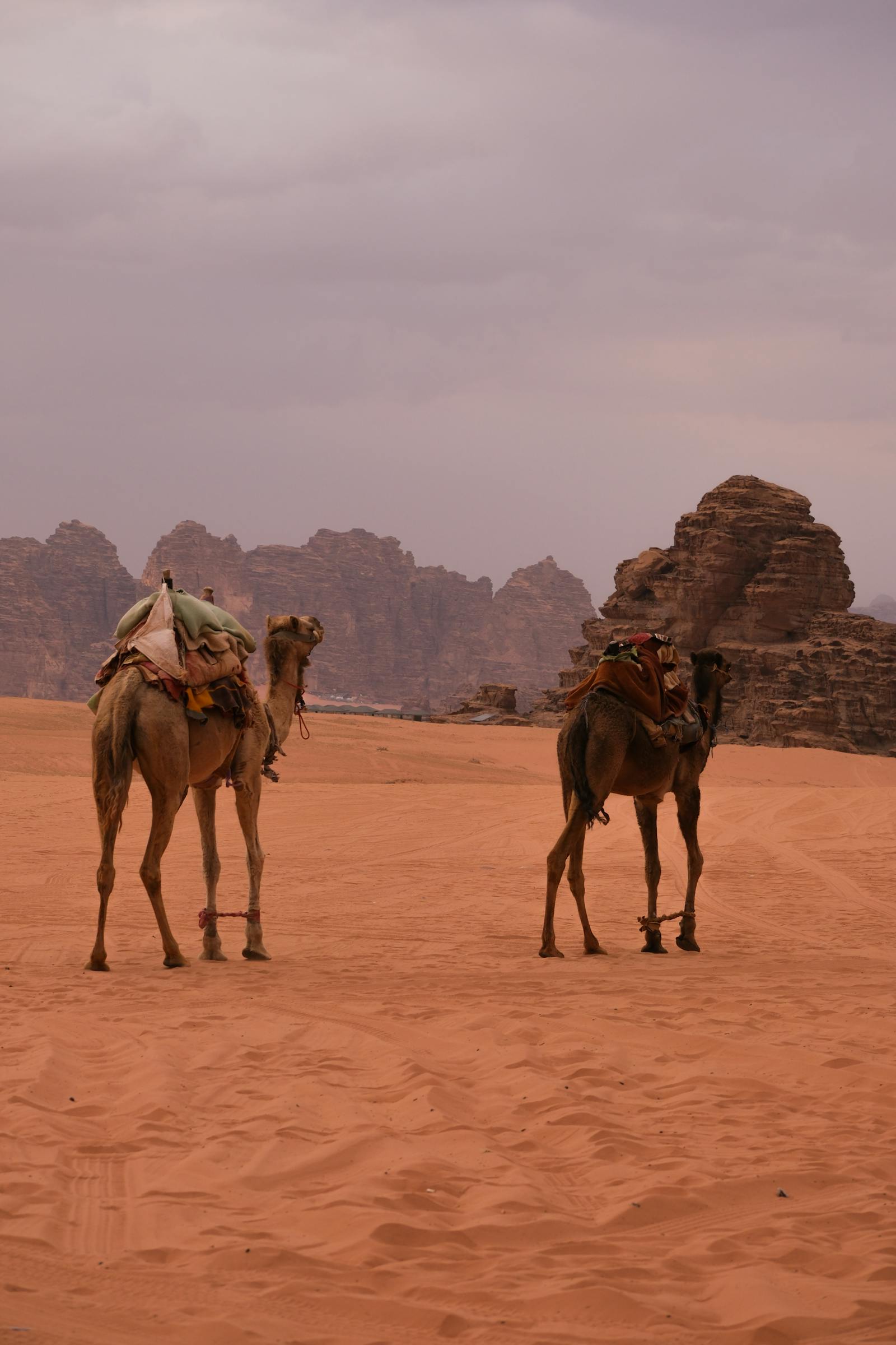 Volleyball+Camel+Toe Photos, Download The BEST Free Volleyball+Camel ...