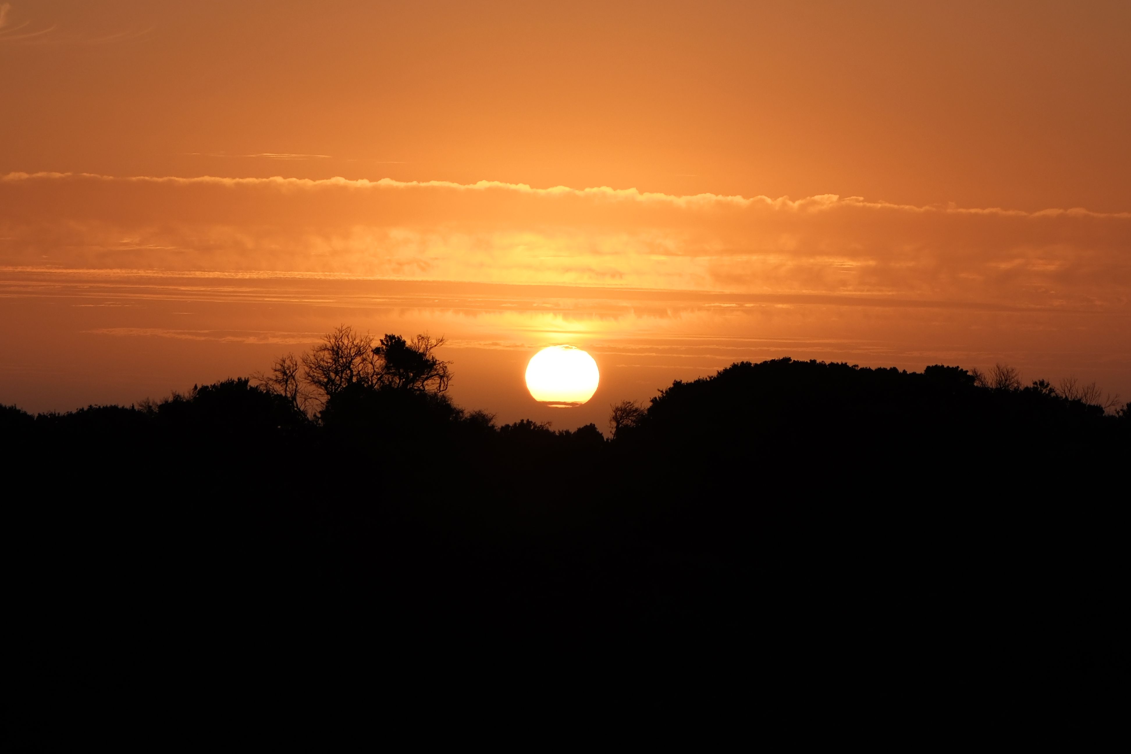 Stunning Sunset Over Tree Silhouette Landscape · Free Stock Photo