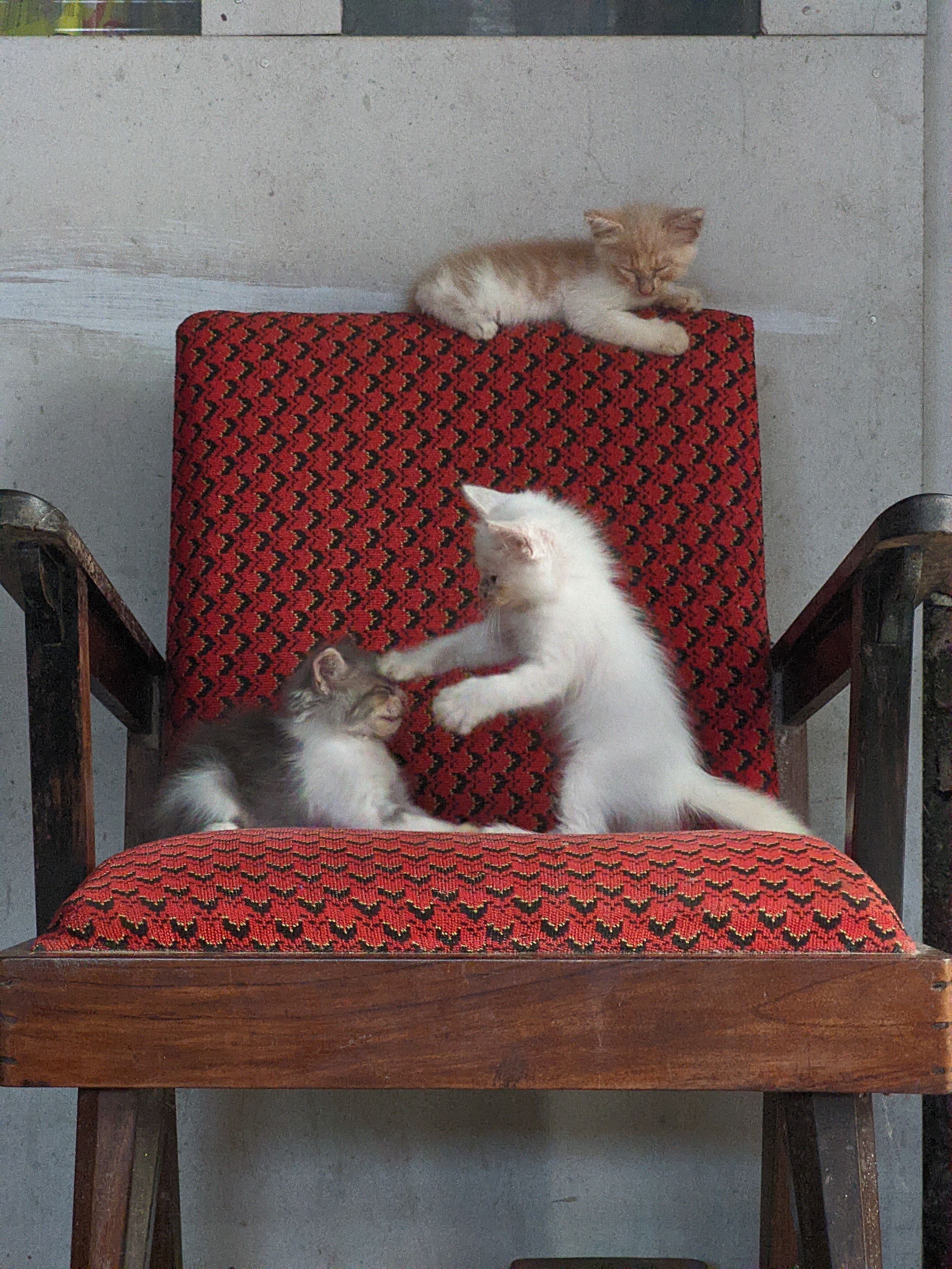 Adorable Kittens Playing on Vintage Chair · Free Stock Photo