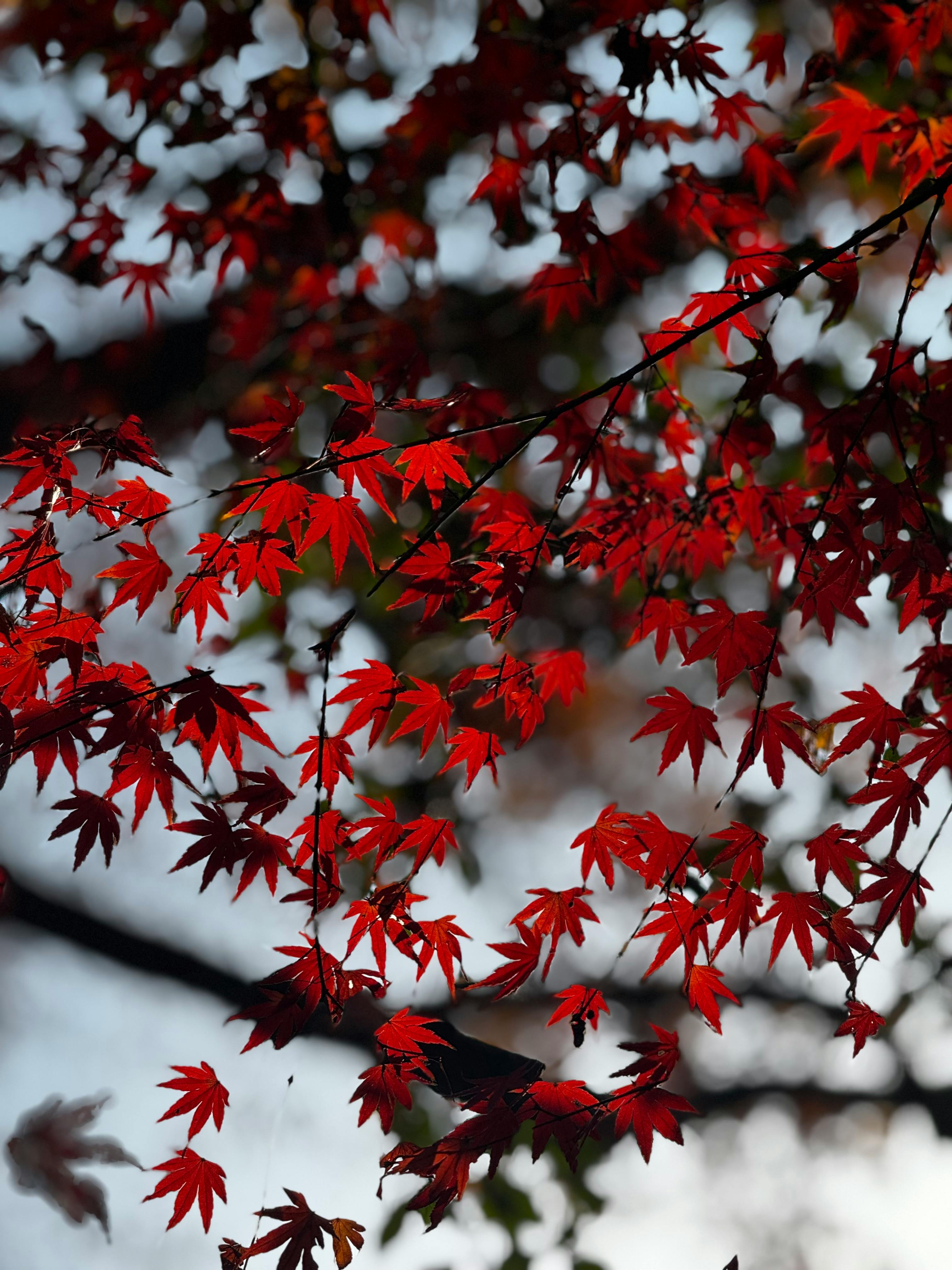 Red Leaf Tree · Free Stock Photo