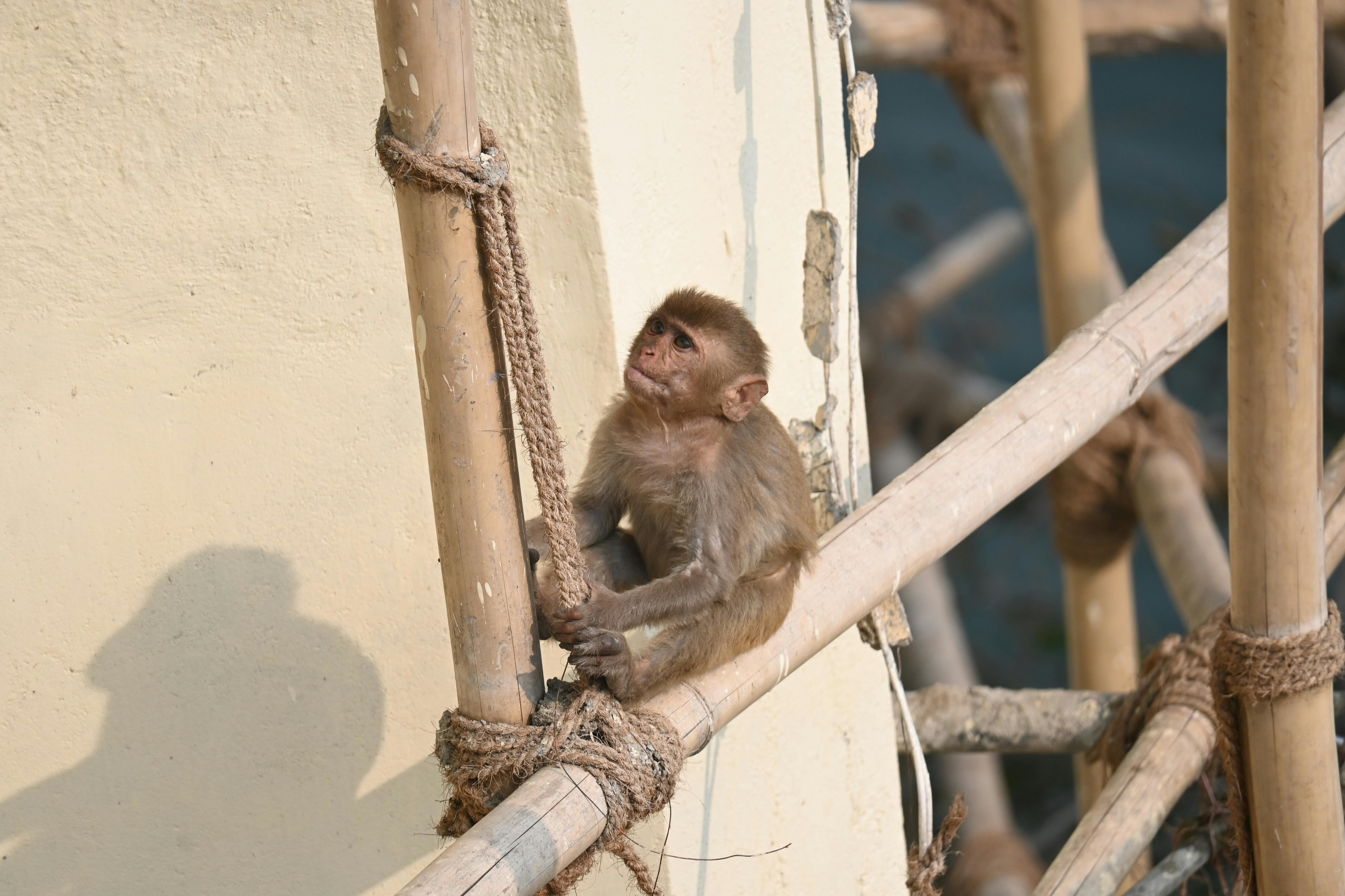 Young Monkey Climbing Bamboo Structure in Rajasthan · Free Stock Photo