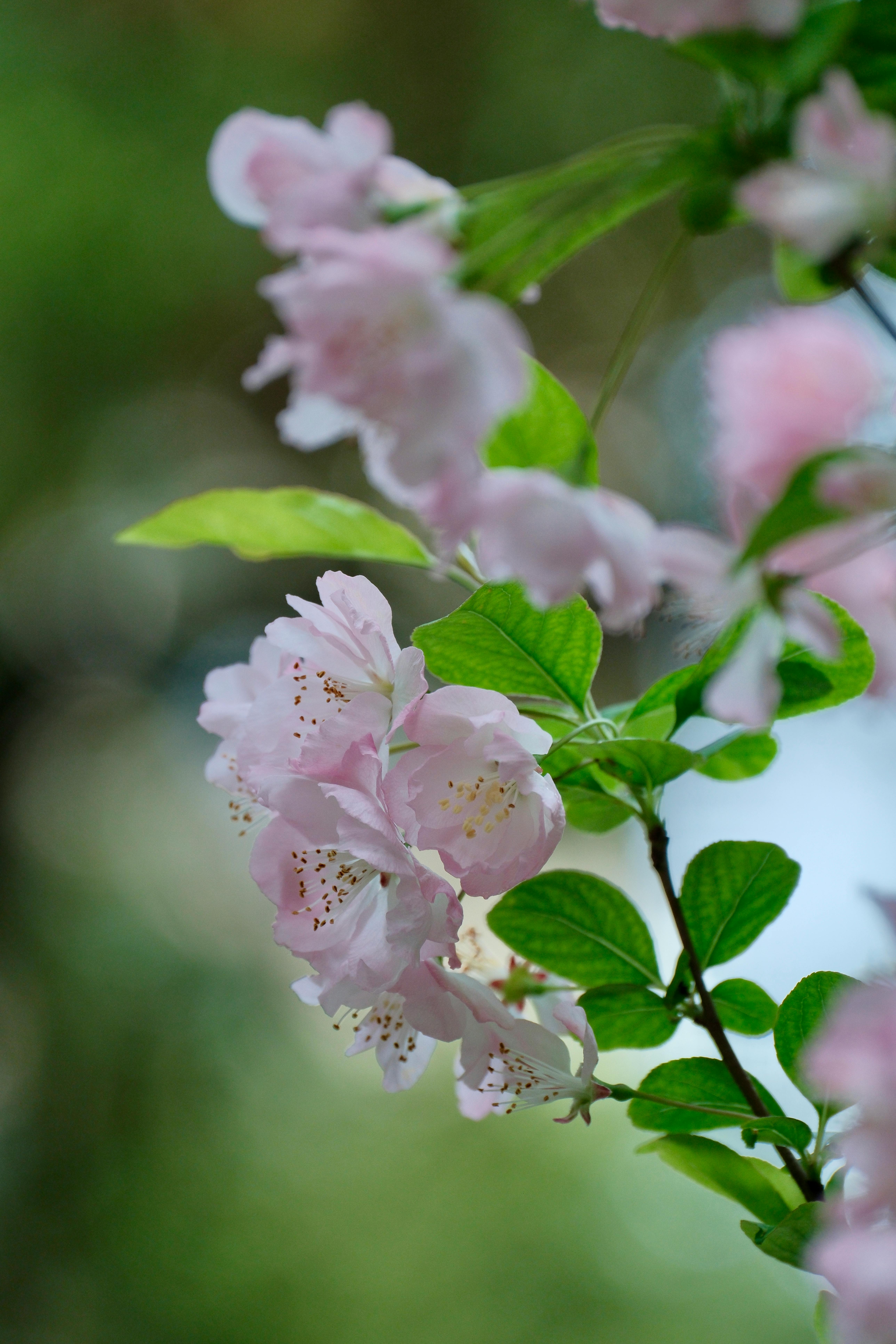 Délicates Fleurs De Cerisier Roses Au Printemps · Photo gratuite