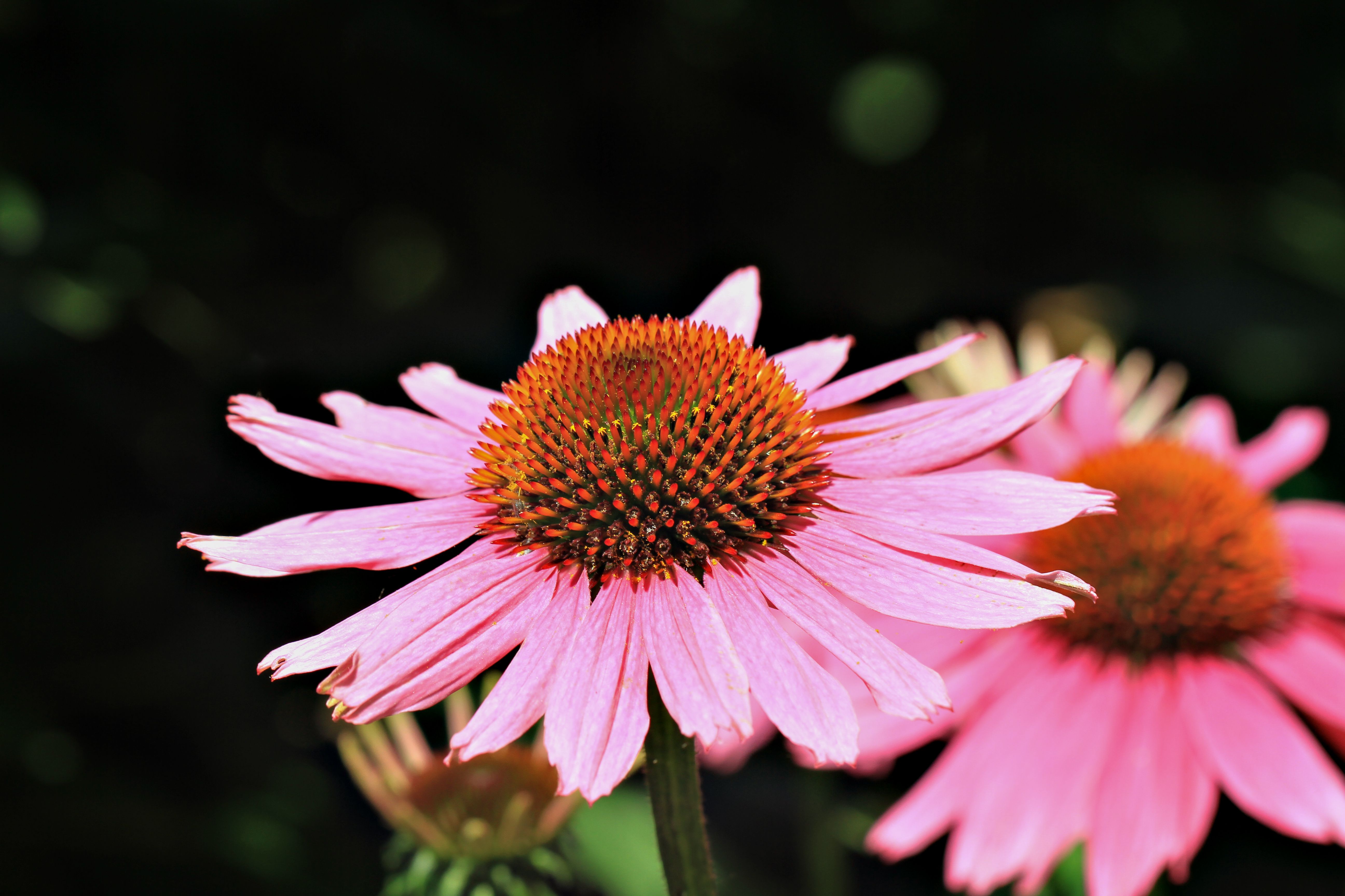 Close-up of Vibrant Pink Coneflowers in Bloom · Free Stock Photo