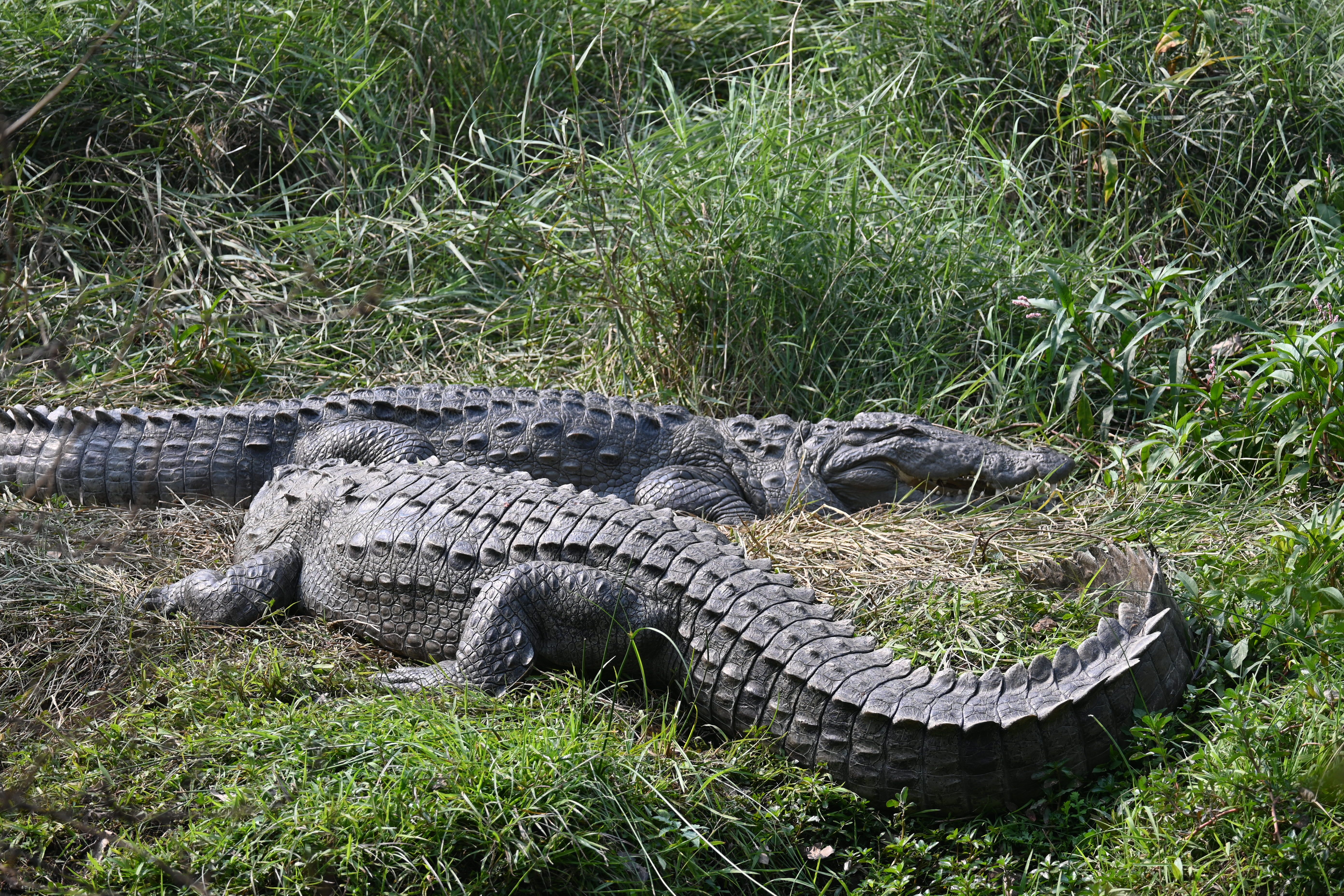 Relaxing Crocodiles in Rajasthan Wetlands · Free Stock Photo