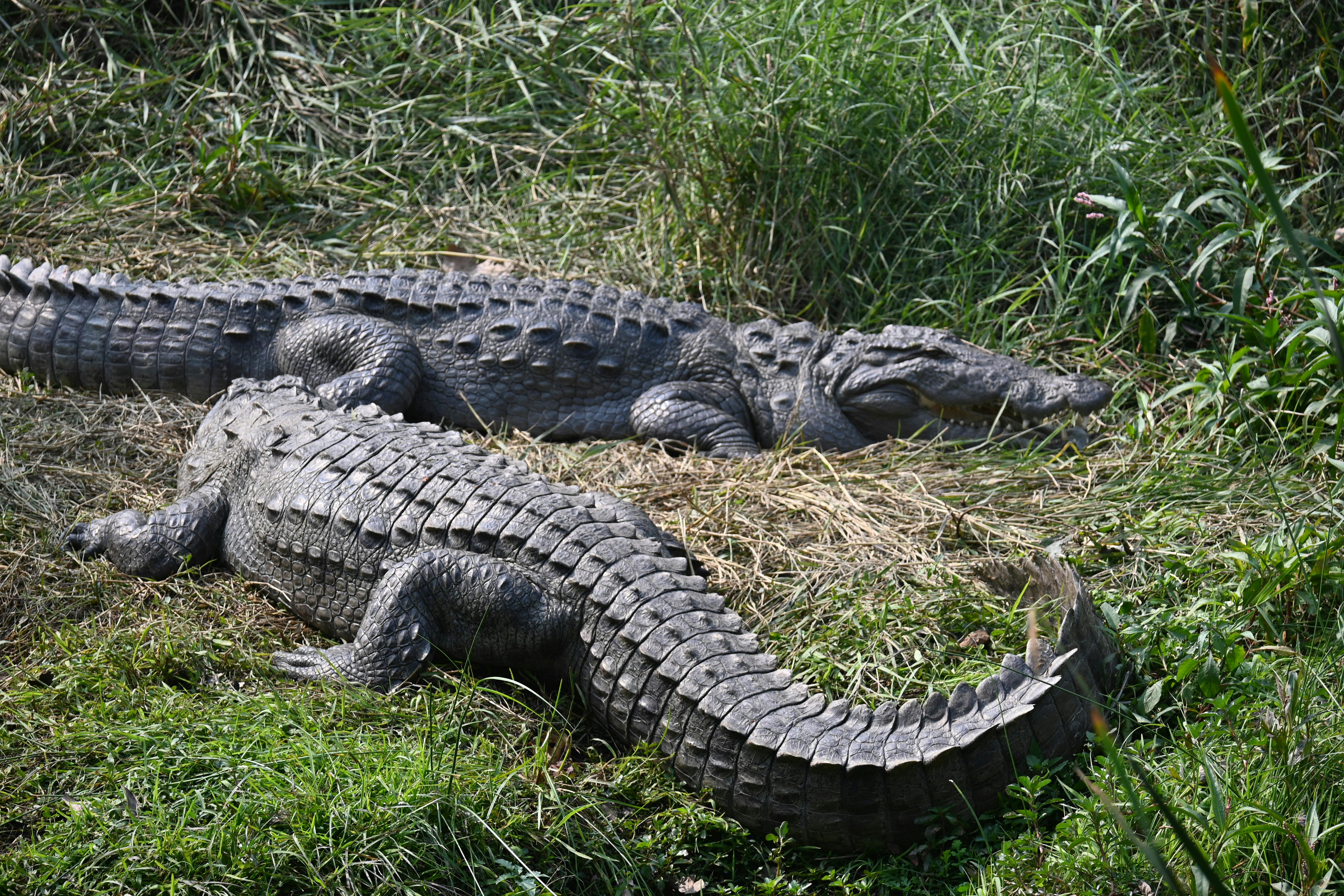 Wild Crocodiles Resting in Rajasthan, India · Free Stock Photo