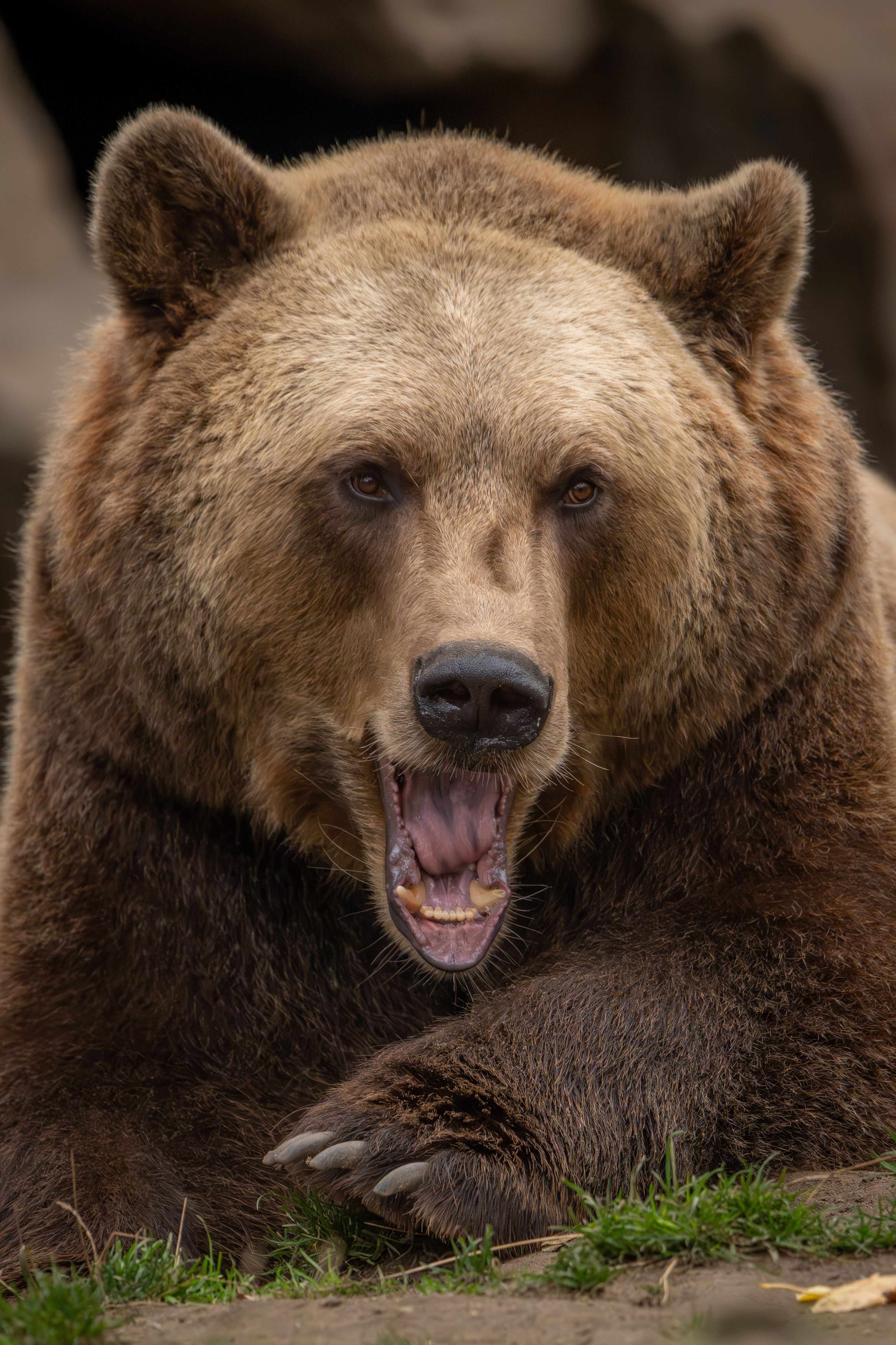 Grizzly Nahaufnahme · Foto de stock gratuita