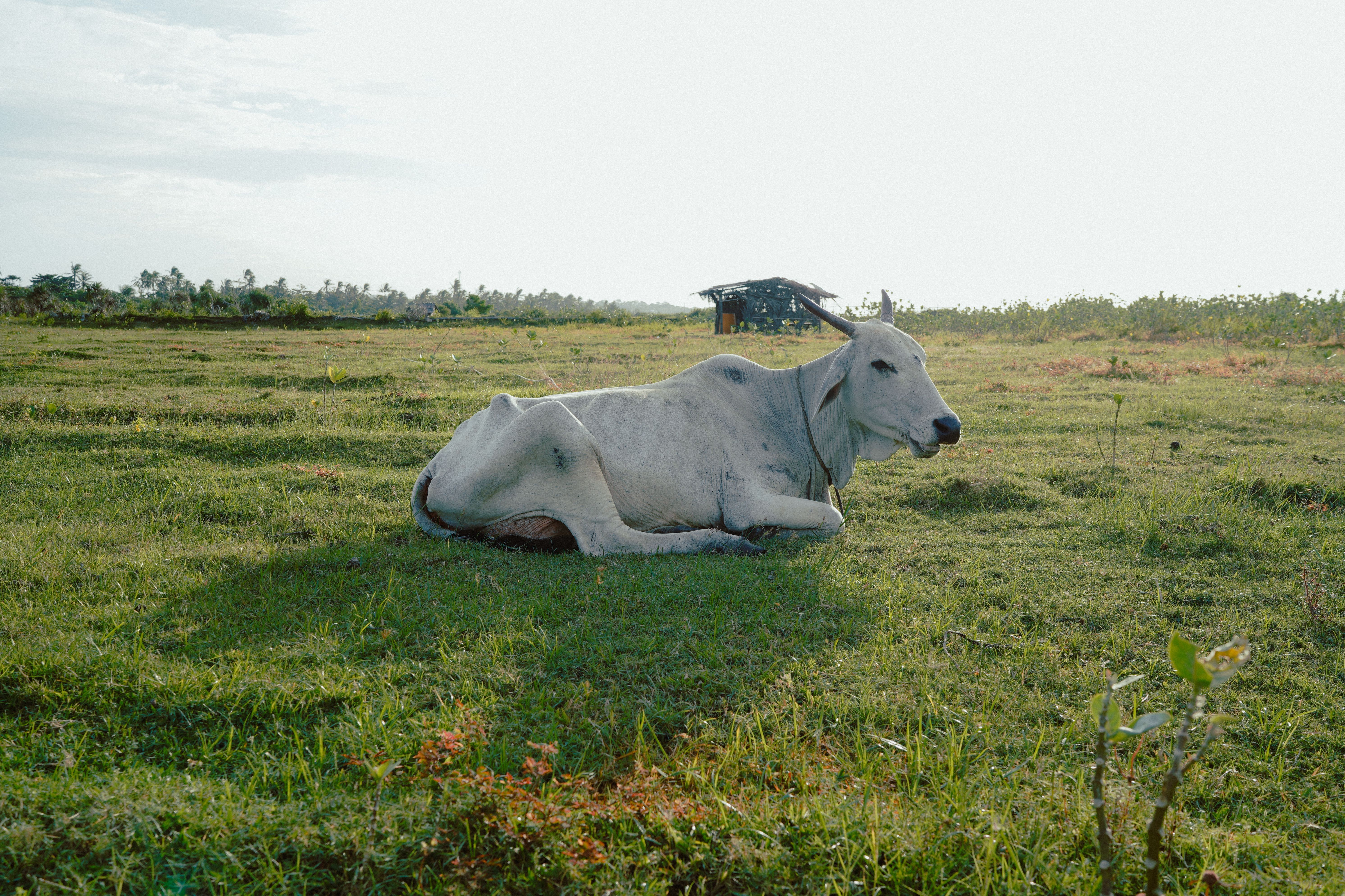White Cow Resting in Open Green Field Landscape · Free Stock Photo