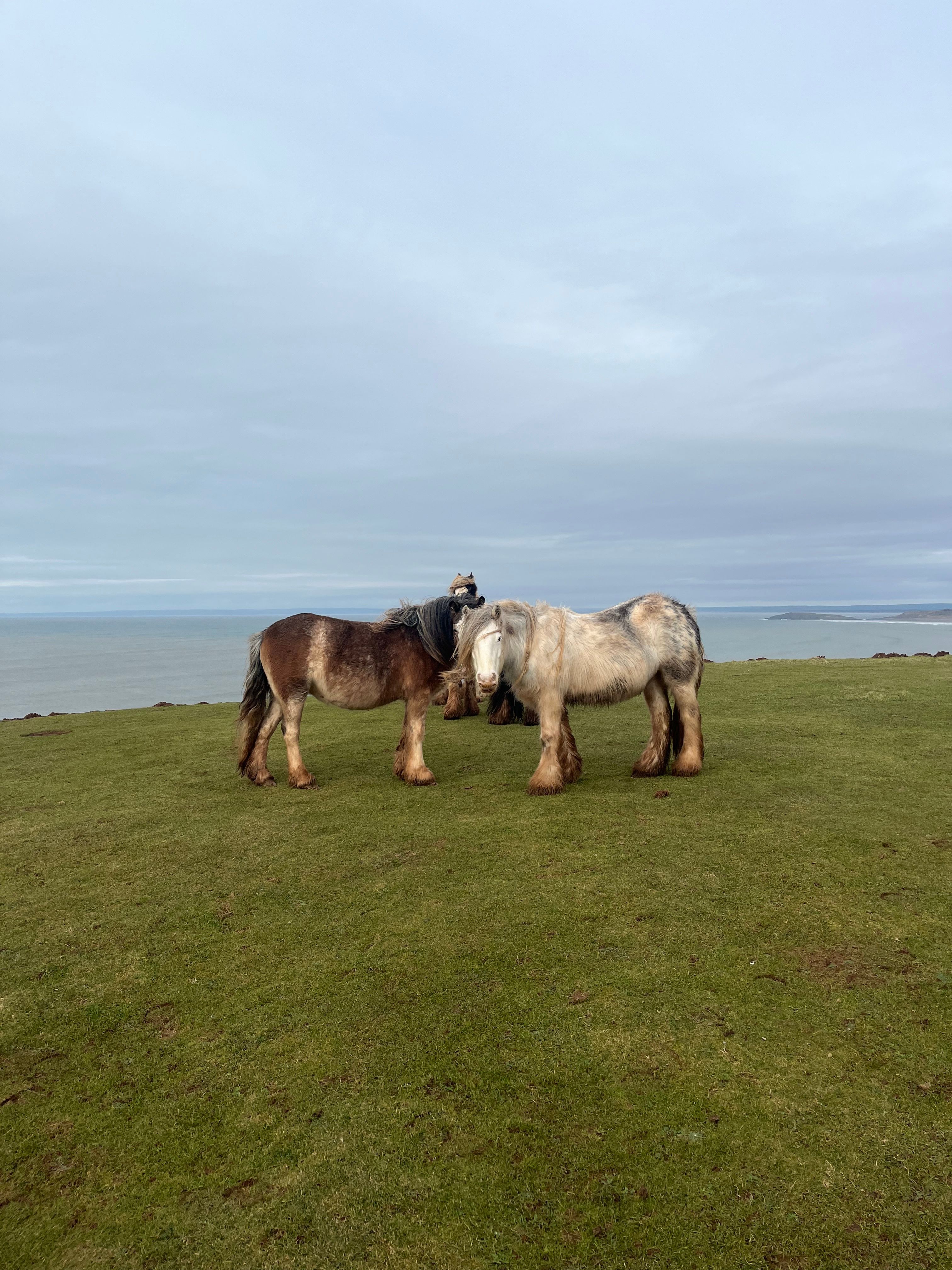 Wild Horses Grazing on Welsh Coastal Cliffside · Free Stock Photo