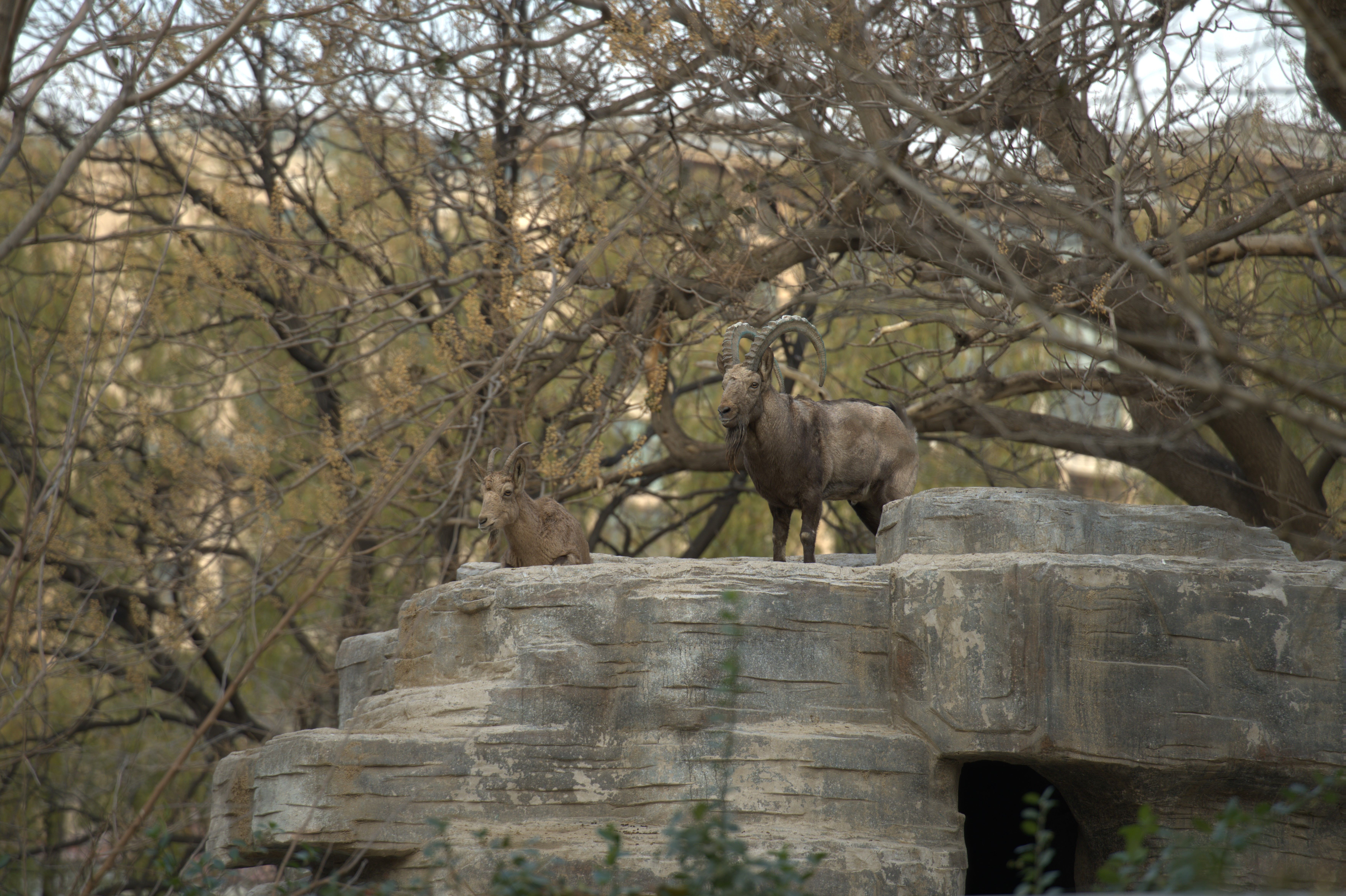Wild Goats on Rocky Outcrop in Forest Setting · Free Stock Photo