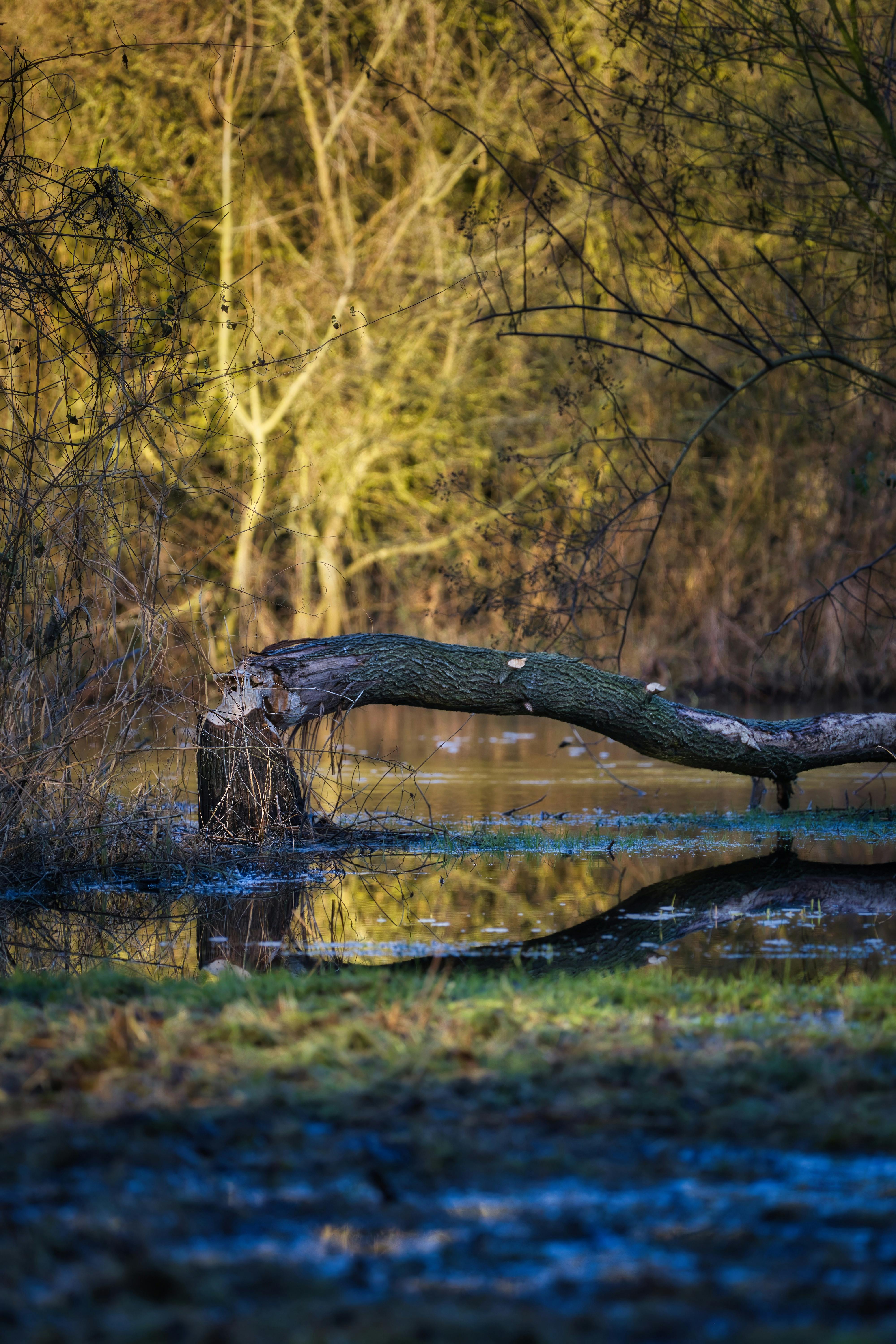 Serene Forest River with Fallen Tree Reflection · Free Stock Photo