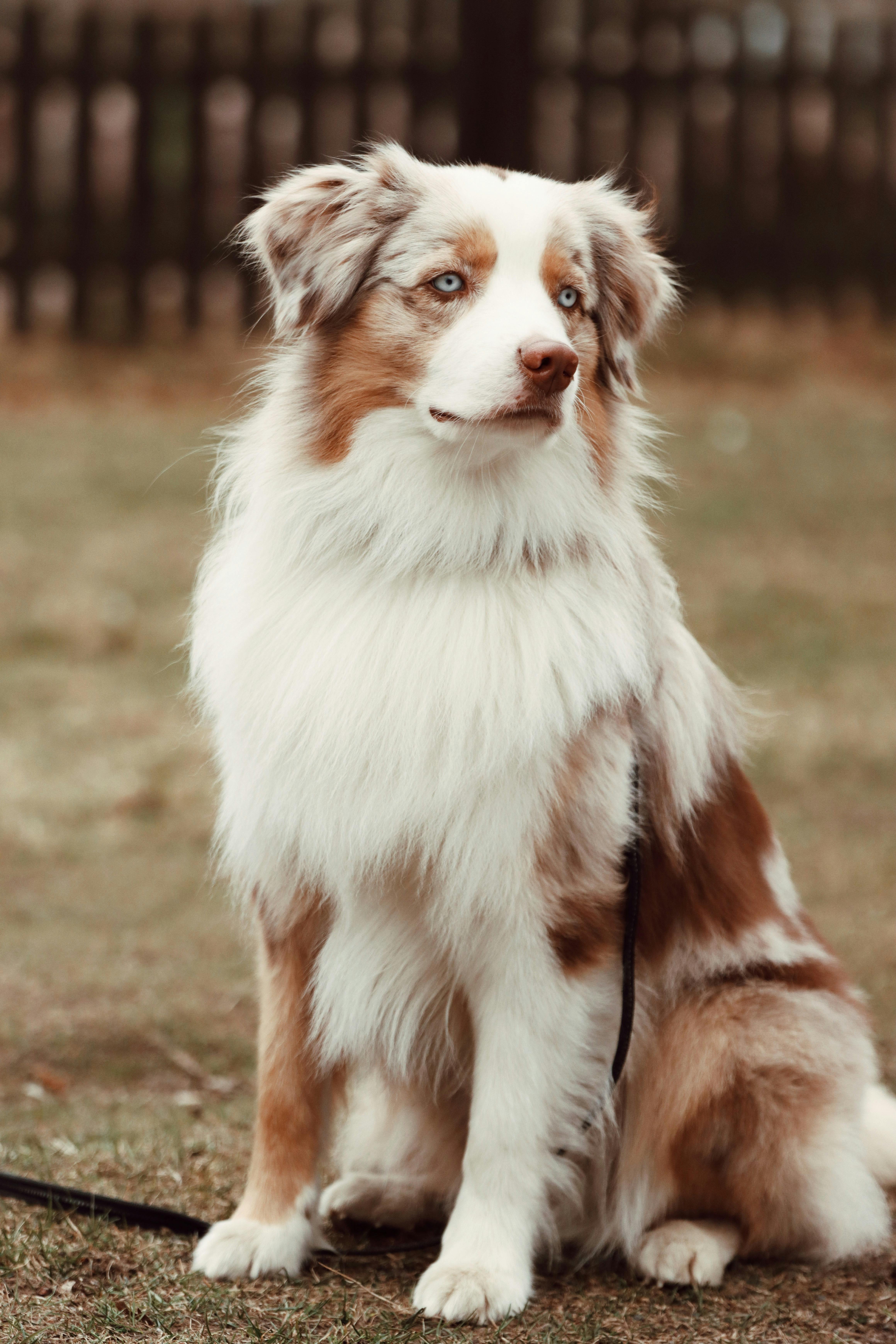 Pastor Australiano En La Campiña Sueca · Foto de stock gratuita