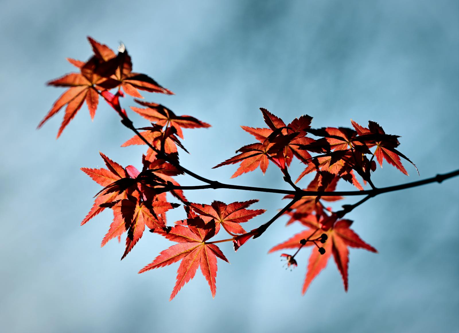 Maple Tree Photos, Download The BEST Free Maple Tree Stock Photos & HD ...