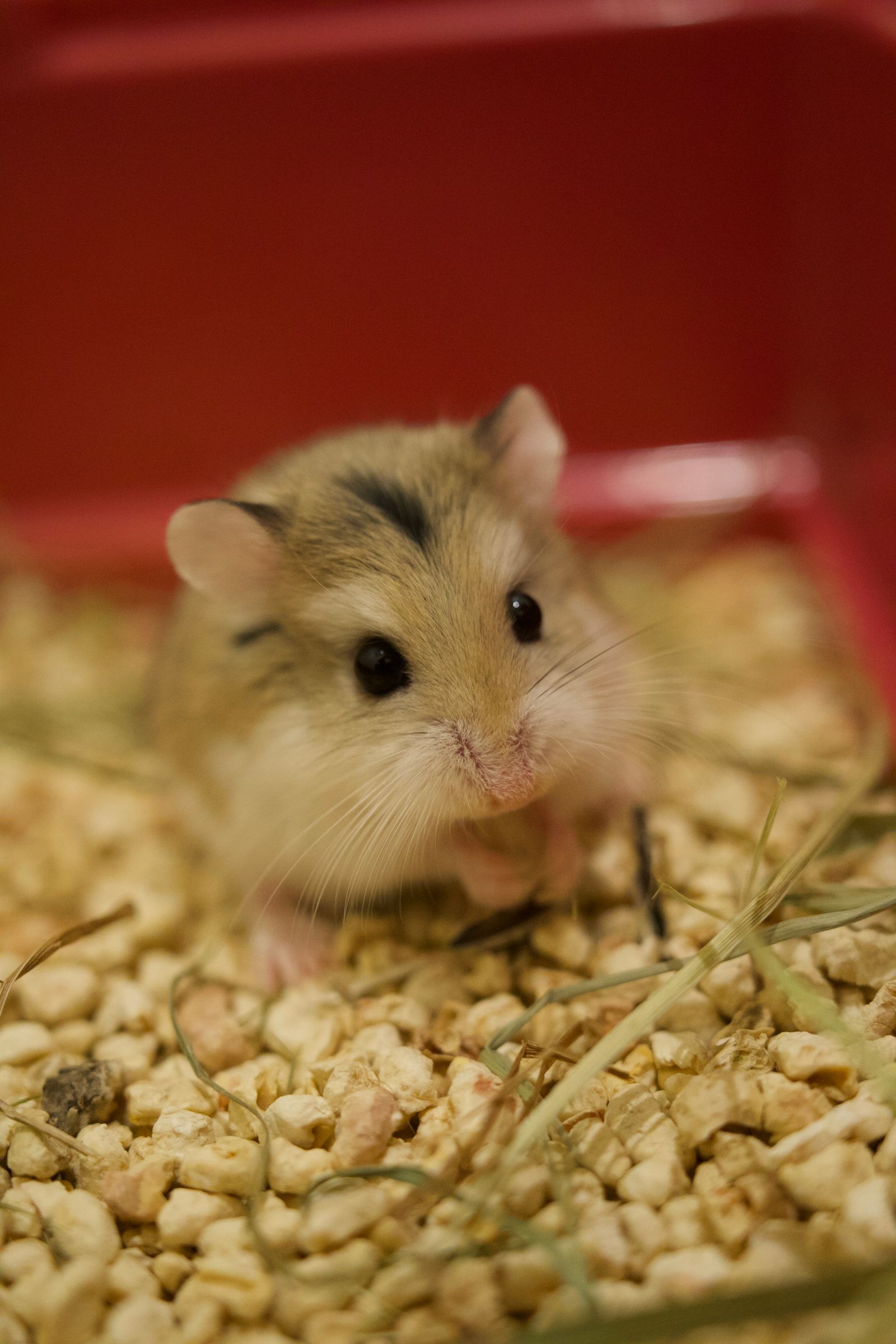 80+ Hamster Bilder und Fotos · Kostenlos Downloaden · Pexels Stock-Fotos