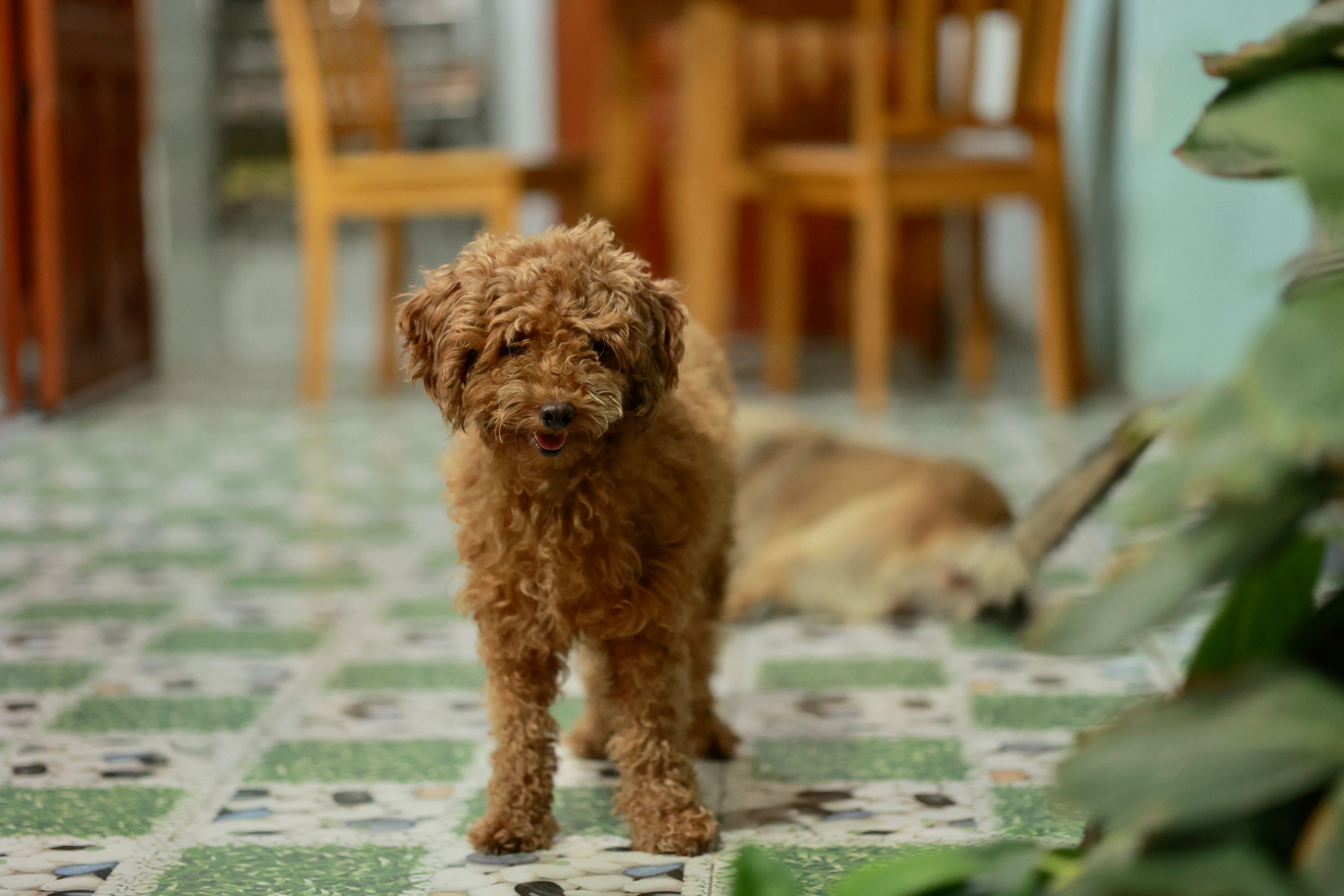 Adorable Poodle in Vietnamese Indoor Setting · Free Stock Photo