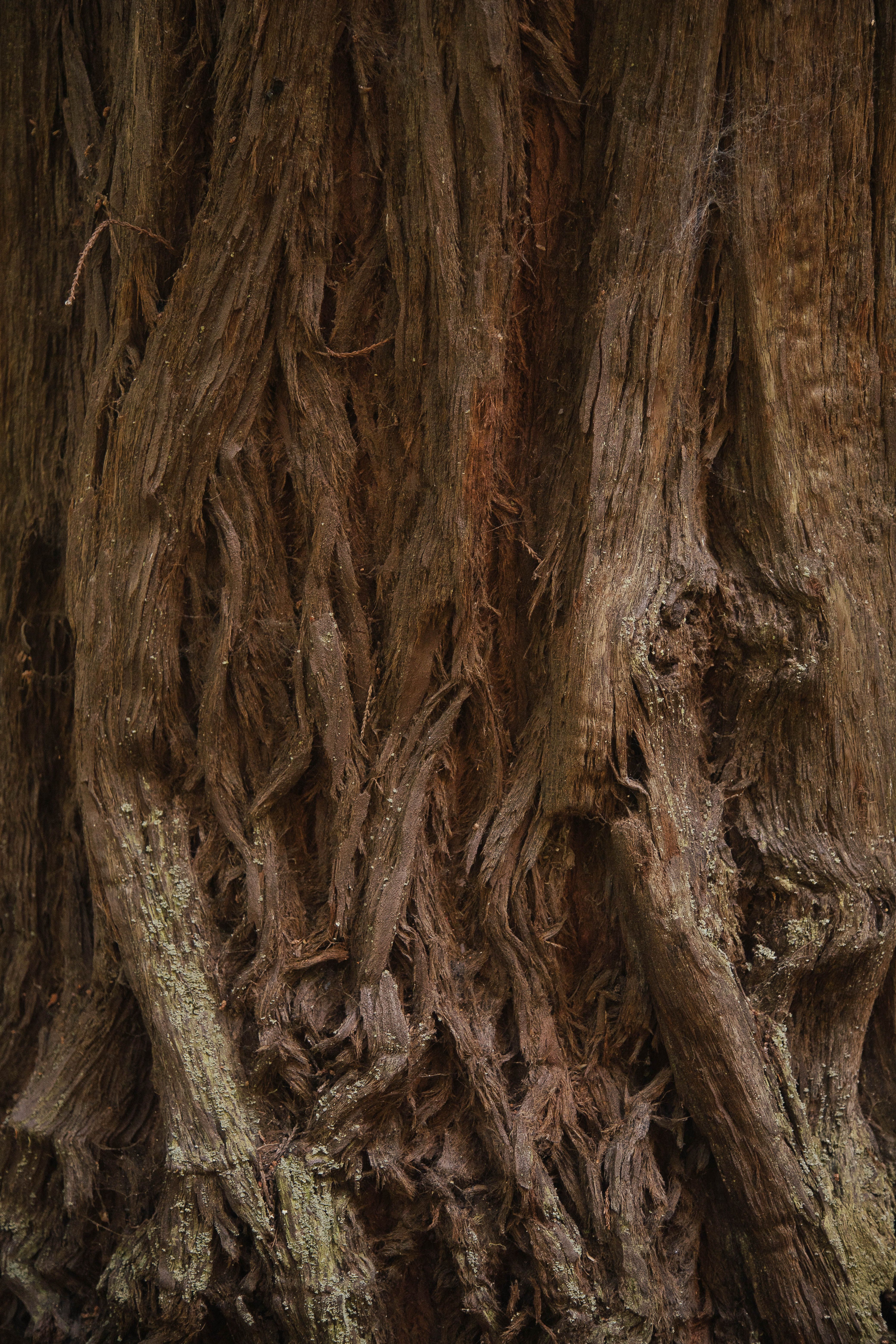 Close-Up Texture of Redwood Bark in Mill Valley · Free Stock Photo