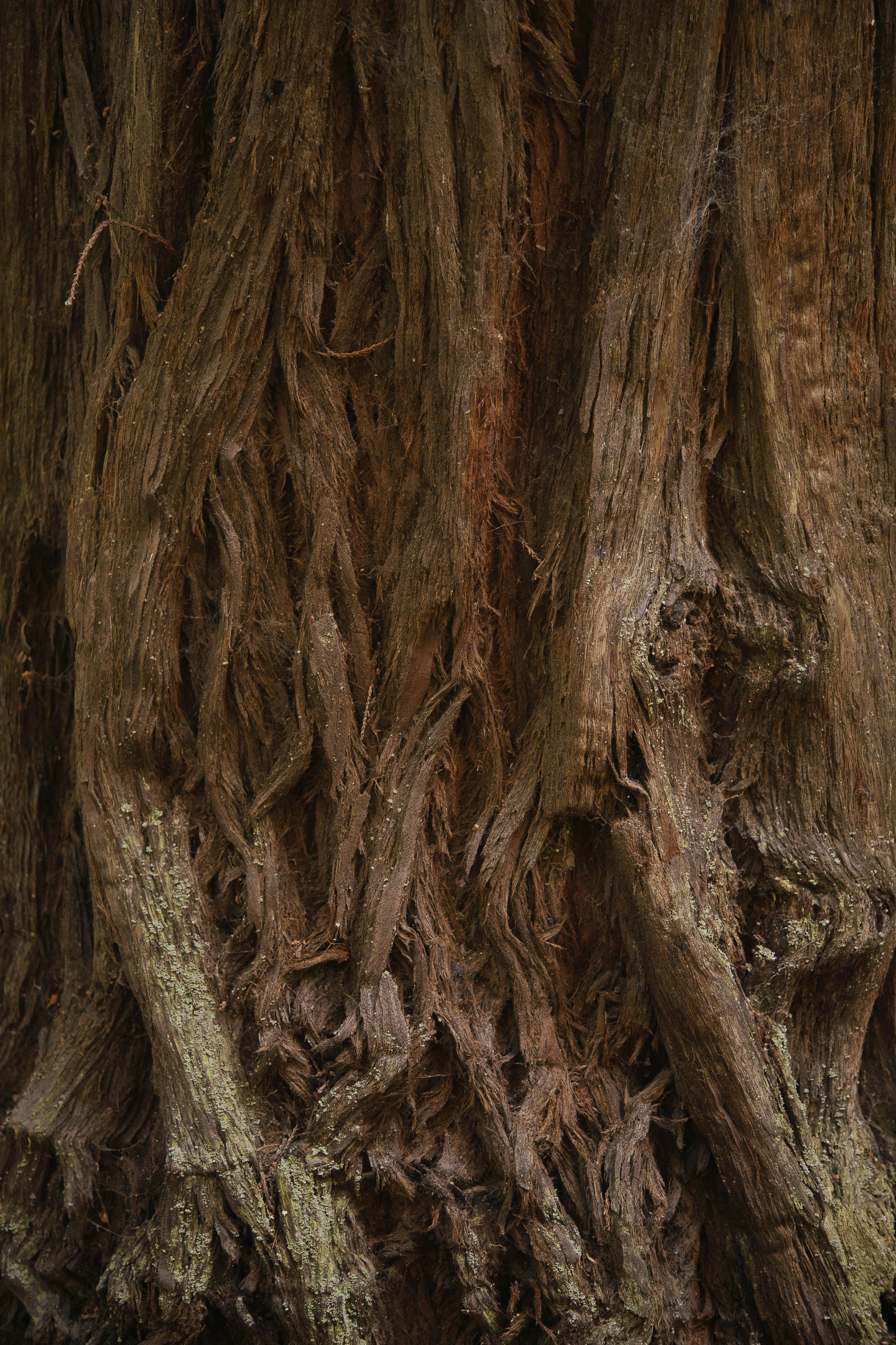 Cypress Wood Texture Photos, Download The BEST Free Cypress Wood ...