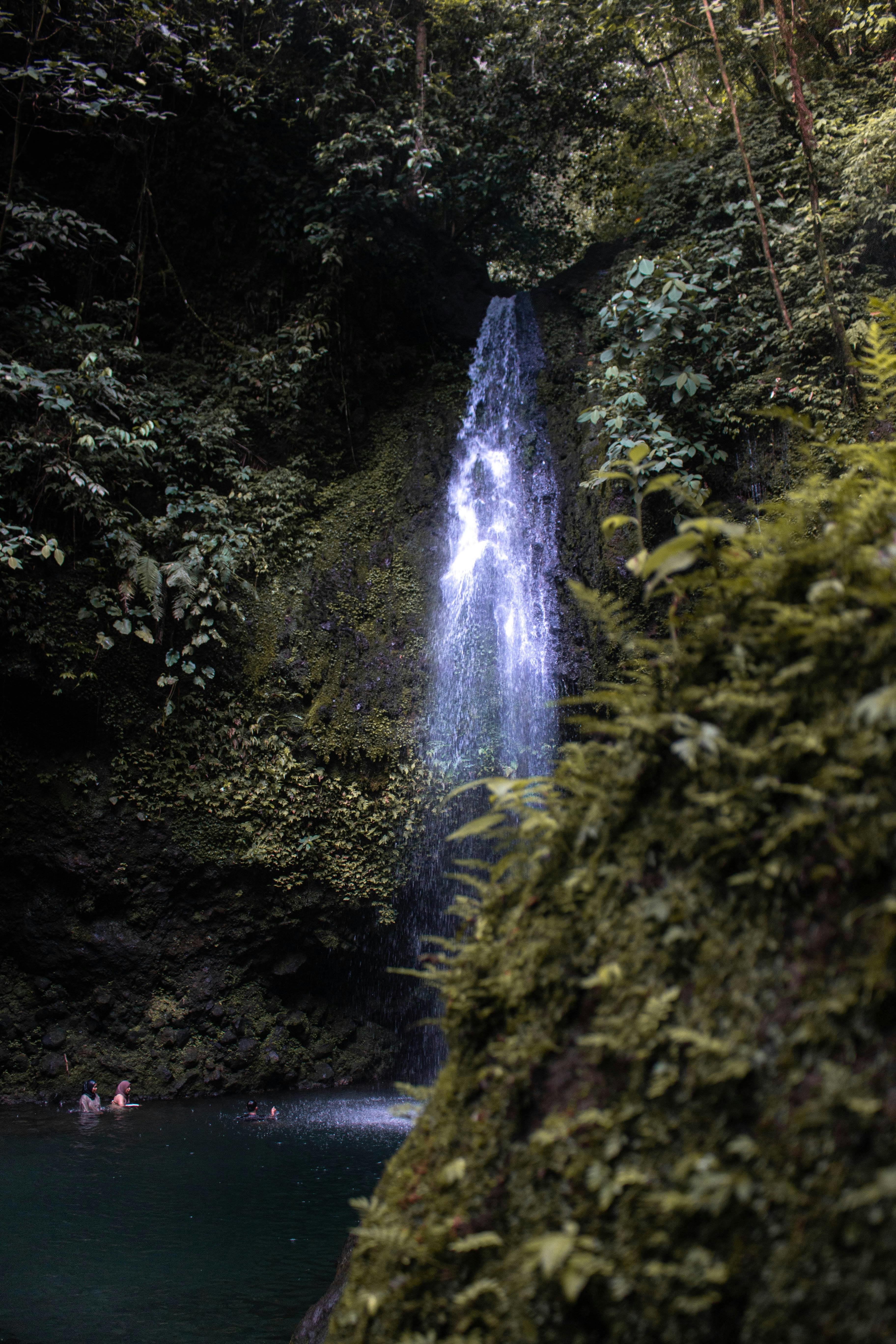 Air Terjun Hutan Yang Tenang Dengan Pepohonan Hijau Yang Rimbun · Foto ...