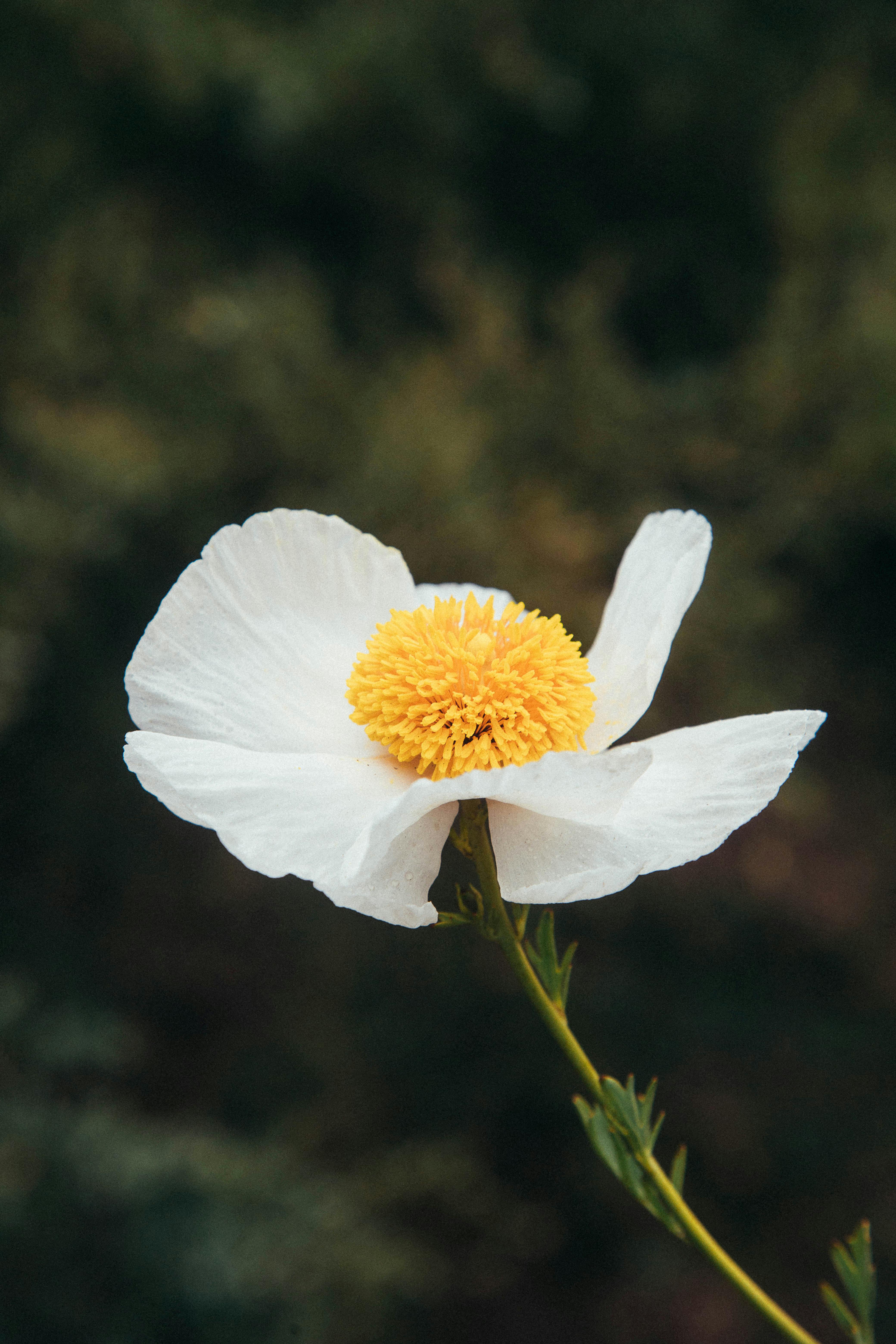 White Matilija Poppy Bloom in San Francisco · Free Stock Photo