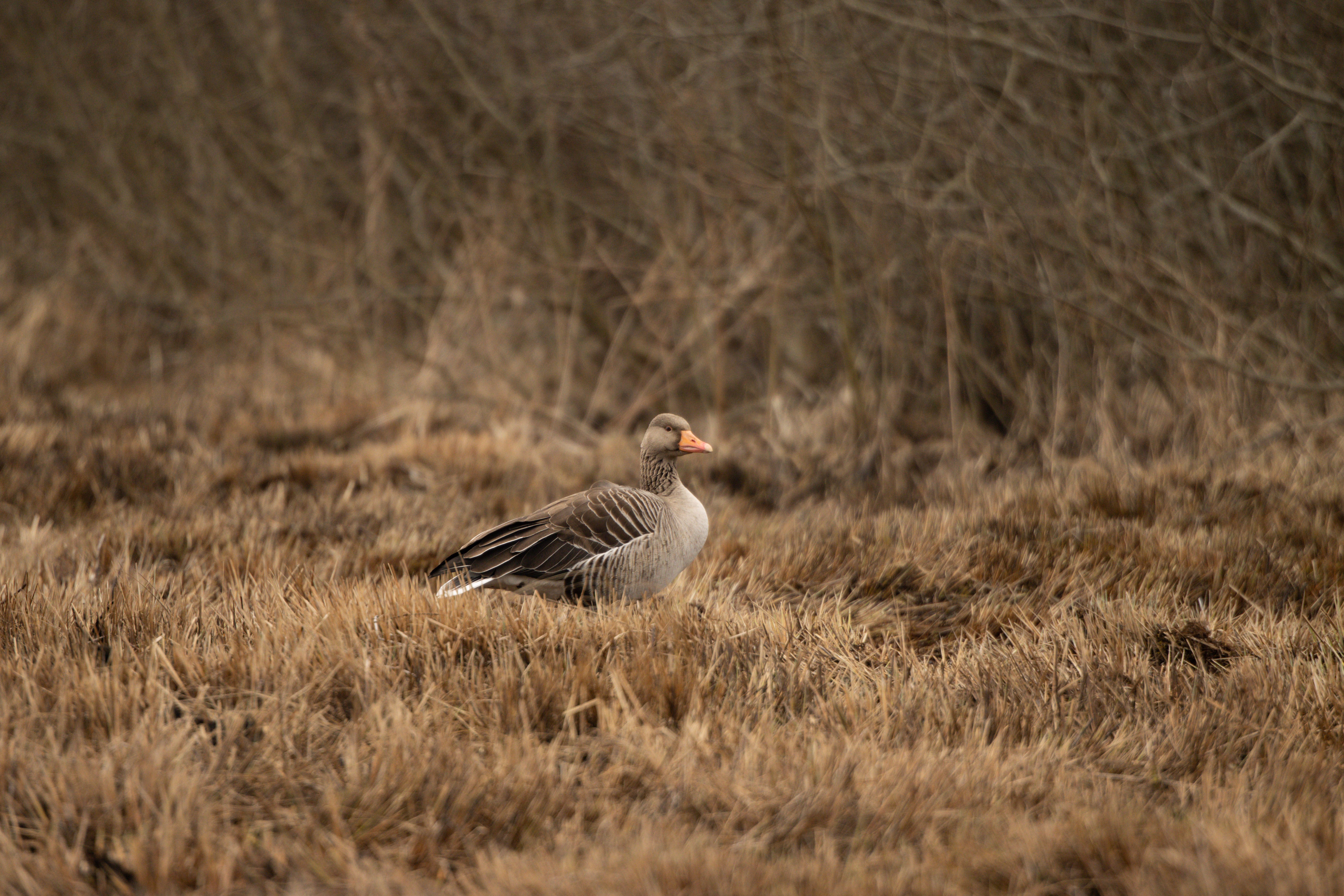 Sharp Tailed Grouse Michigan Hunting Rules & Conservation