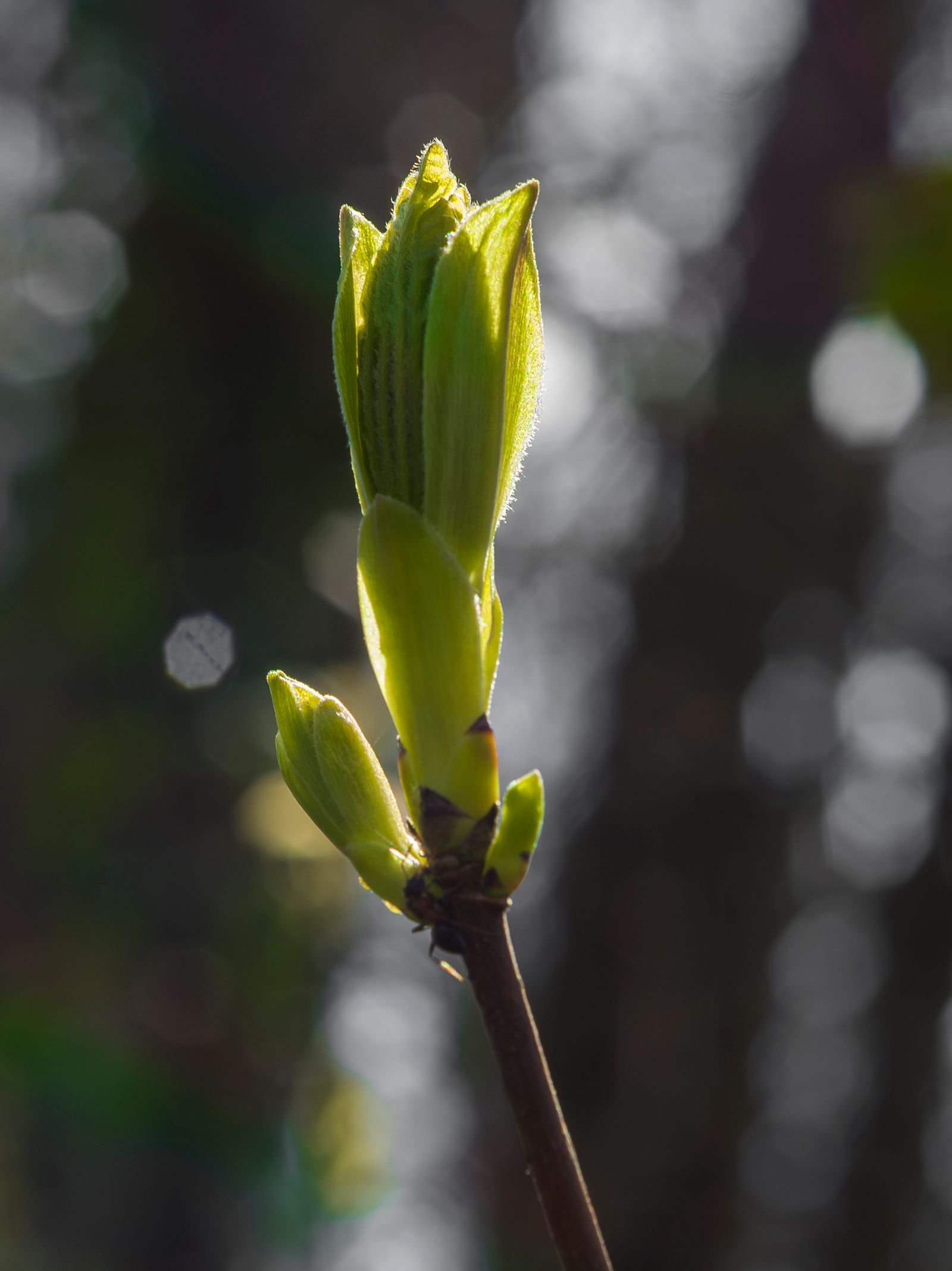 Budding Breasts Photos, Download The BEST Free Budding Breasts Stock ...