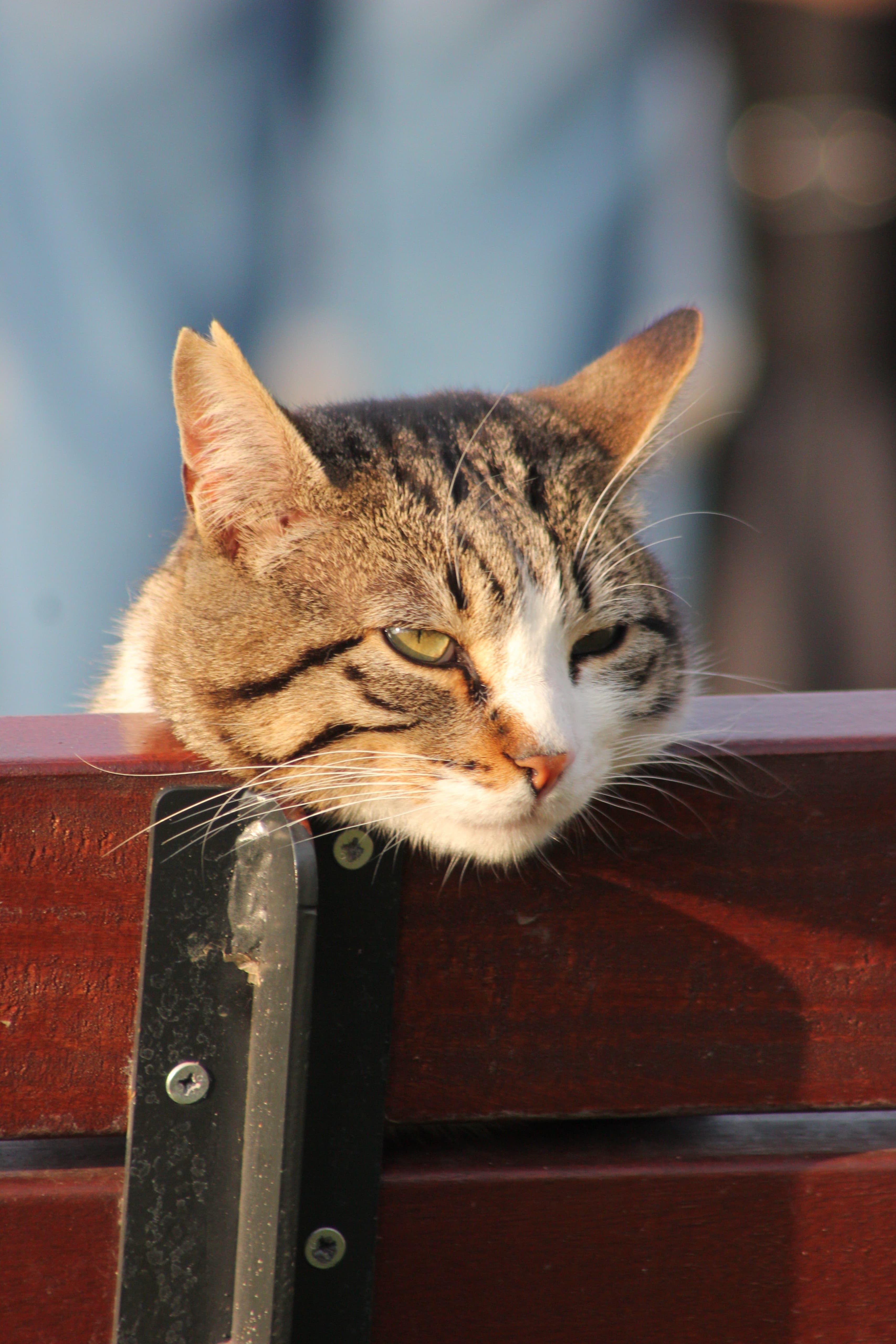 Close-up of a Tabby Cat Resting Head on Bench · Free Stock Photo