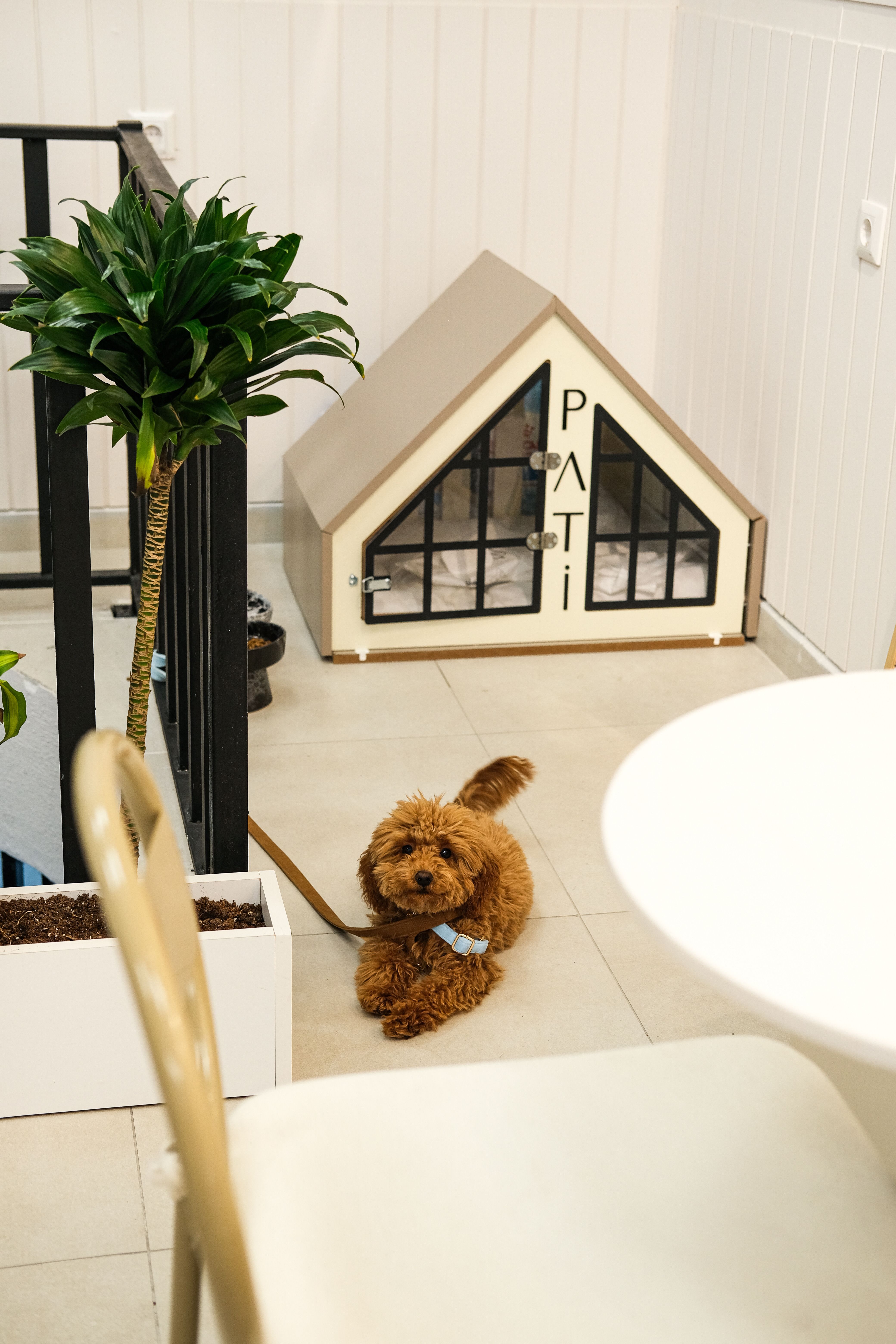 Cute Brown Dog Sitting by Indoor Pet House · Free Stock Photo
