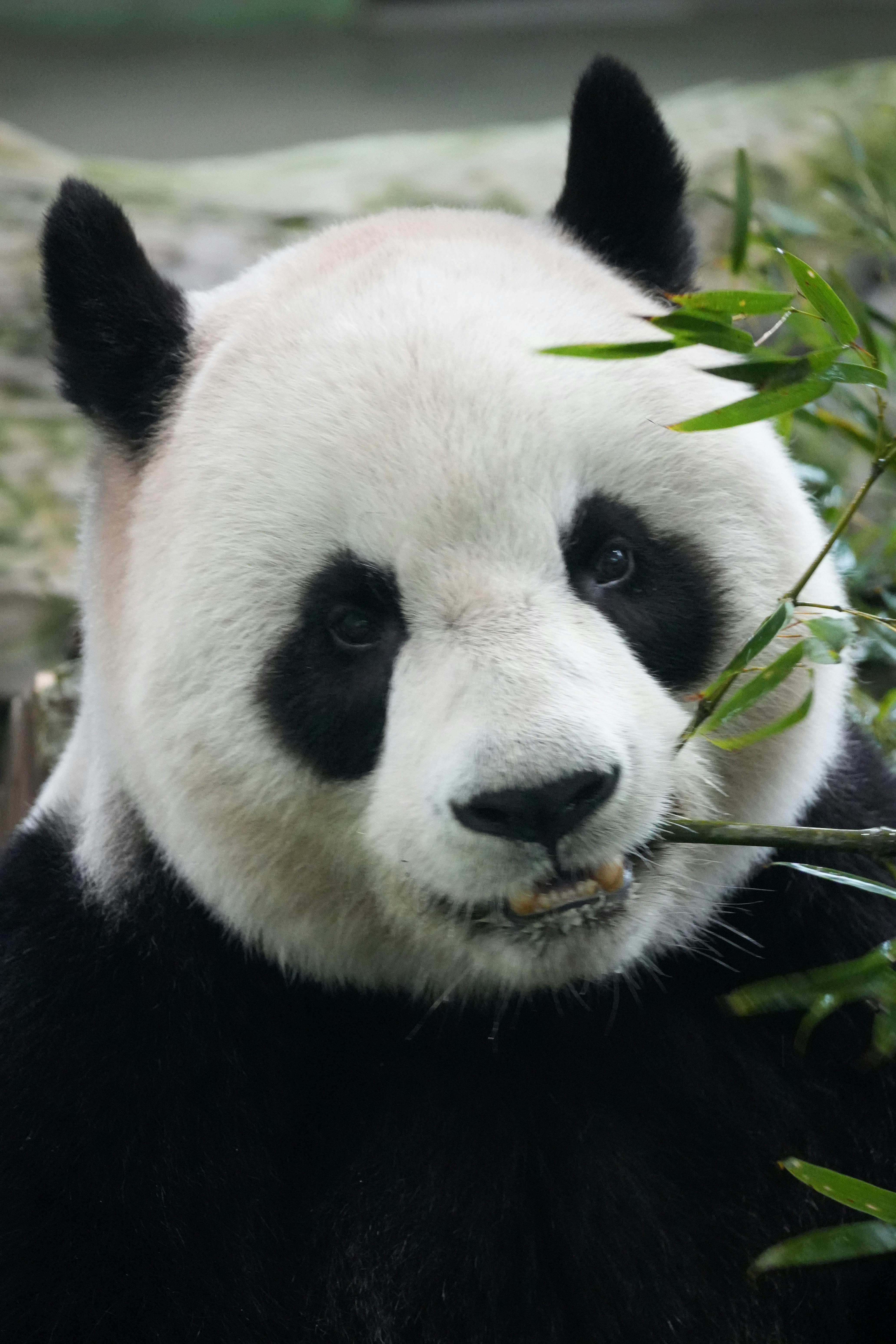 Close-up of Giant Panda Eating Bamboo · Free Stock Photo