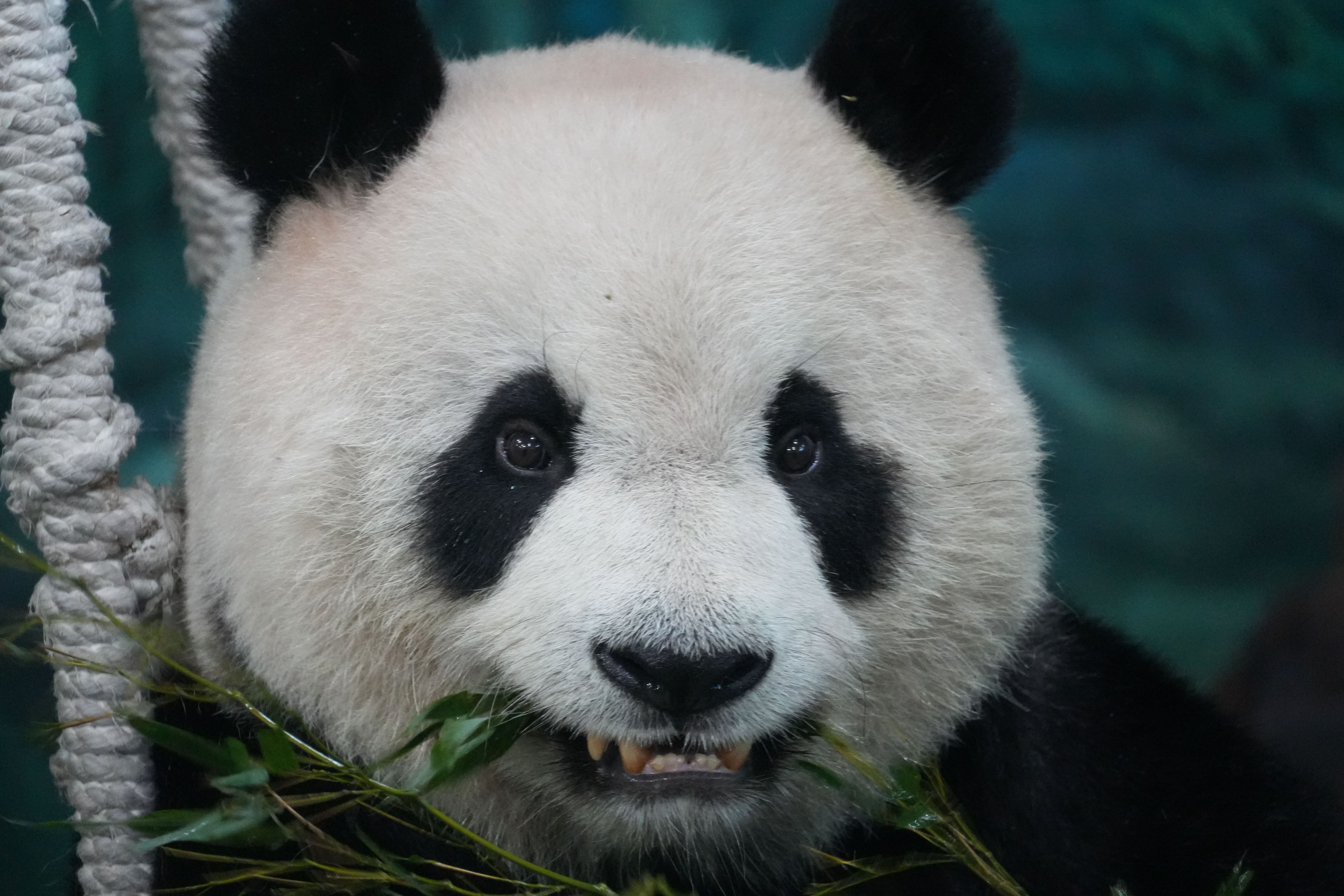 Adorable Panda Gigante Masticando Bambú En Primer Plano · Foto de stock ...