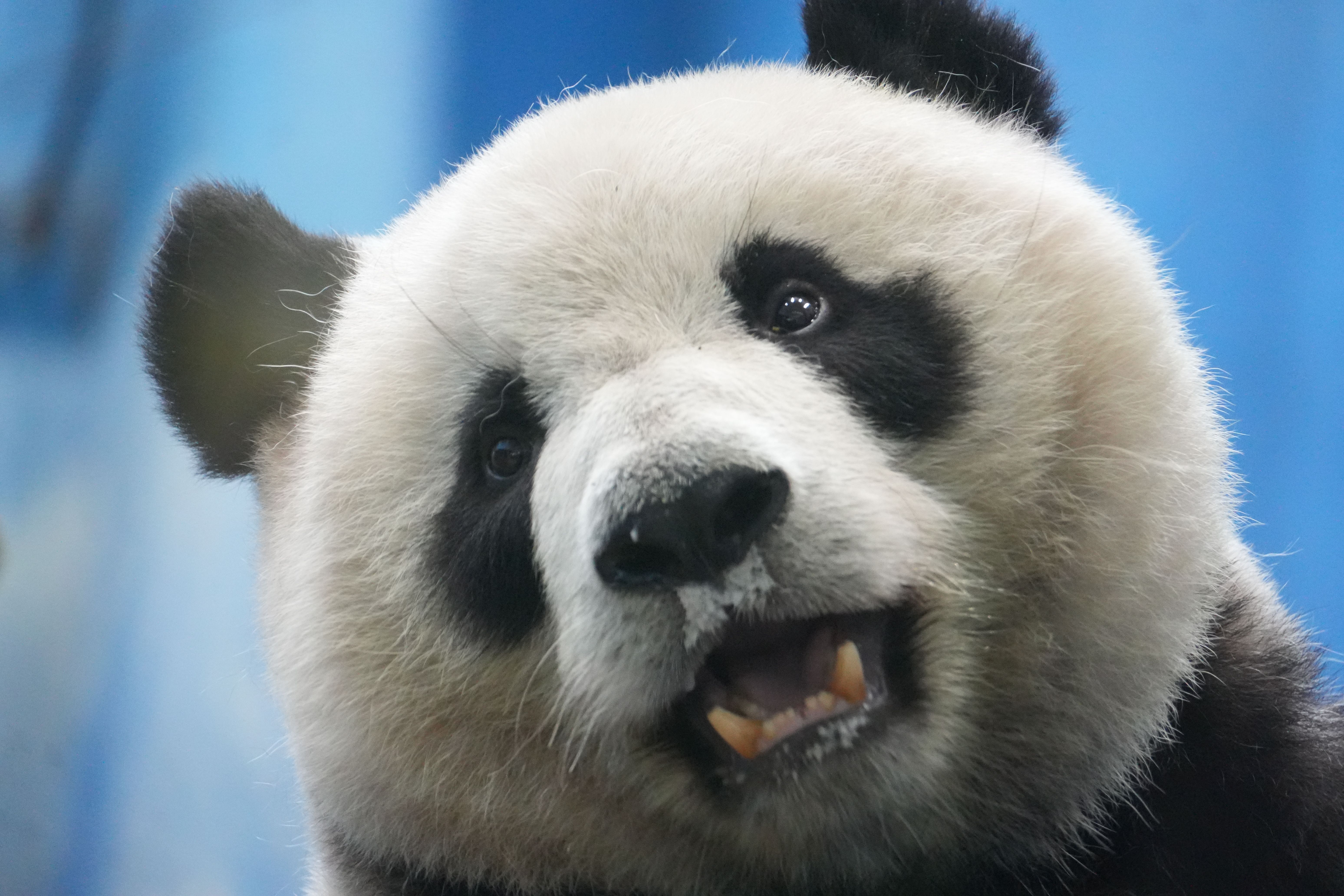 Close-up of a Giant Panda with Expressive Face · Free Stock Photo