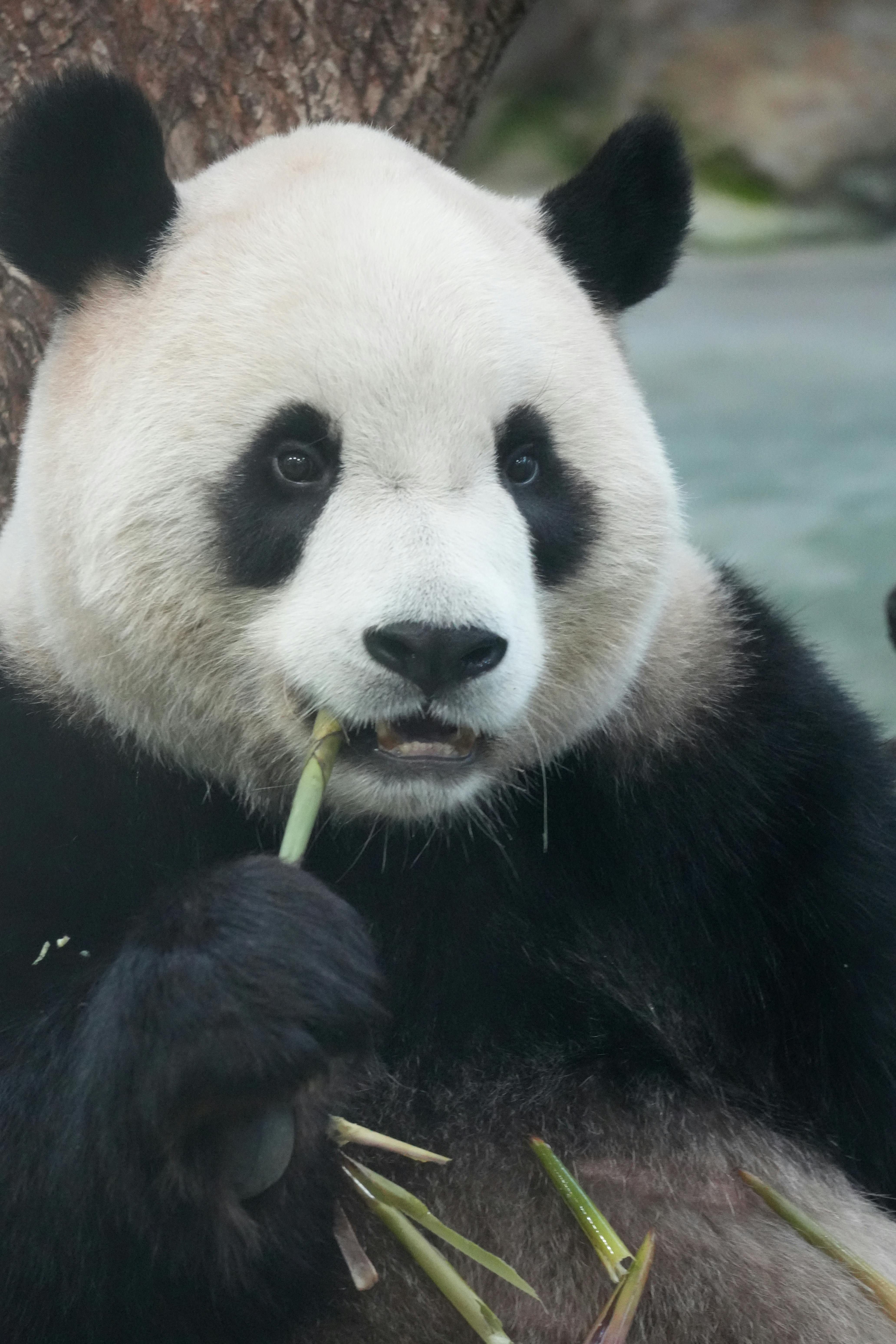 Tooth Tooth Photos, Download The BEST Free Tooth Tooth Stock Photos ...