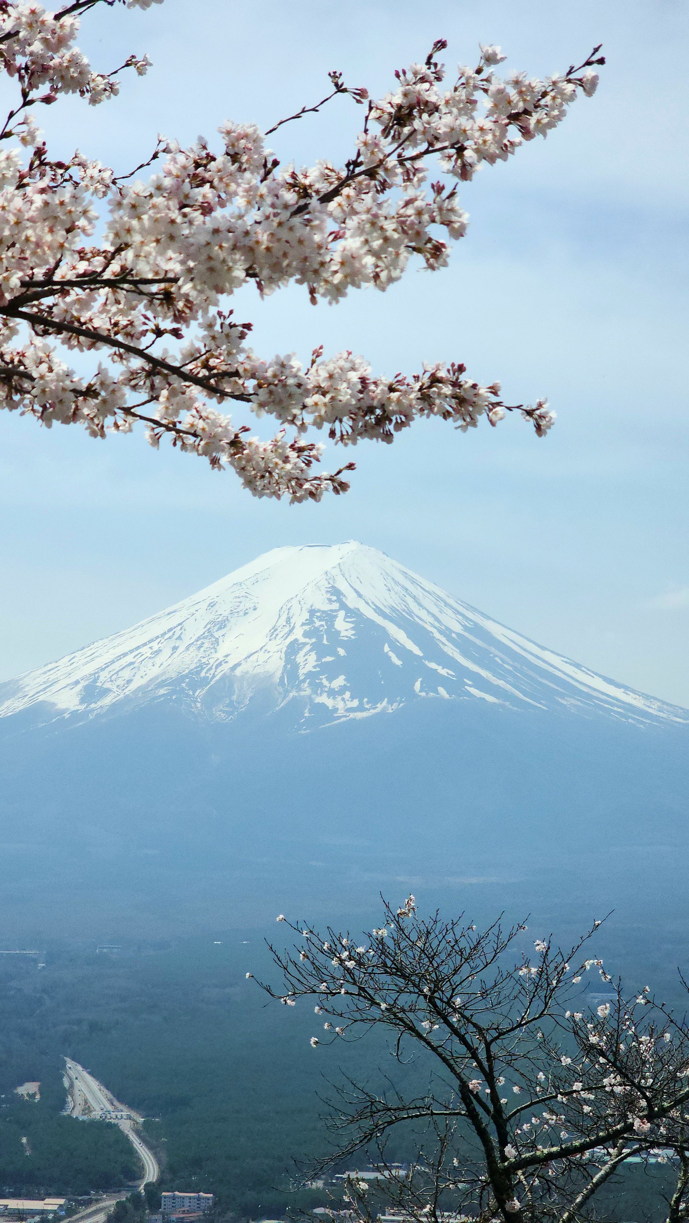 Stunning View of Mount Fuji with Traditional Temple · Free Stock Photo