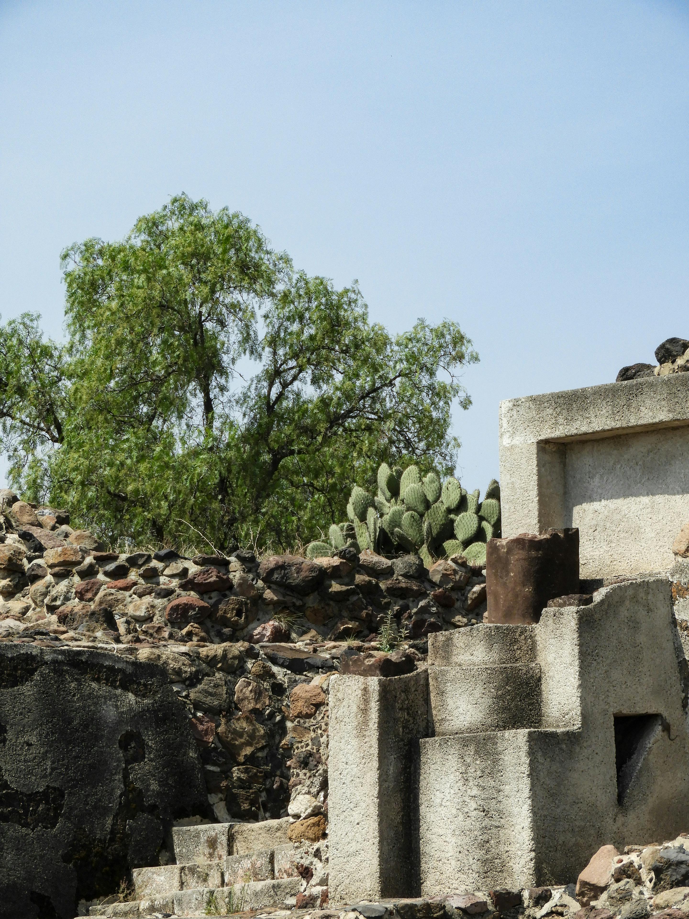 Ancient Ruins with Cactus at Teotihuacán · Free Stock Photo