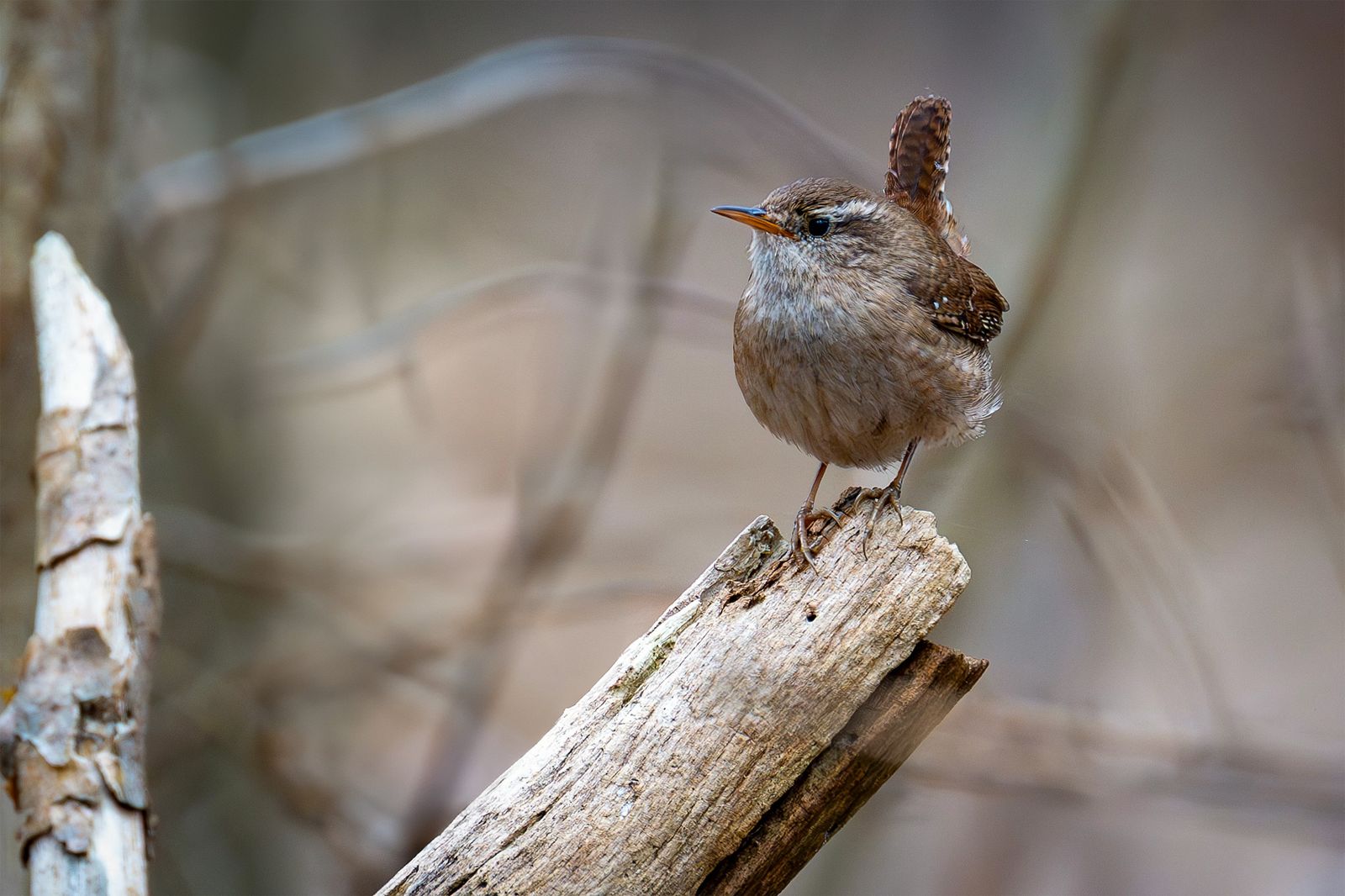 Fairy Wren Photos, Download The BEST Free Fairy Wren Stock Photos & HD ...