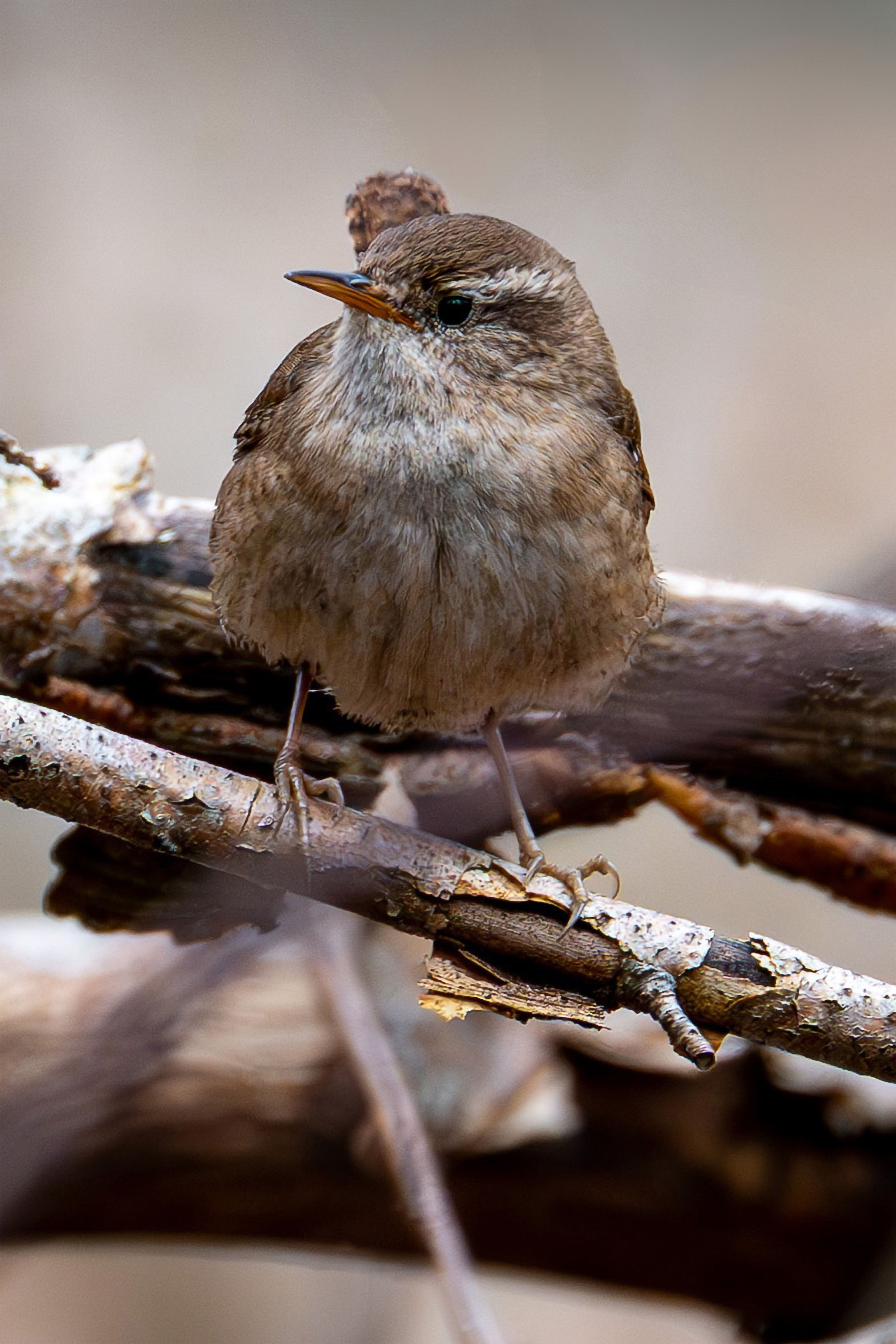 Close-up of a European Wren on a Branch · Free Stock Photo