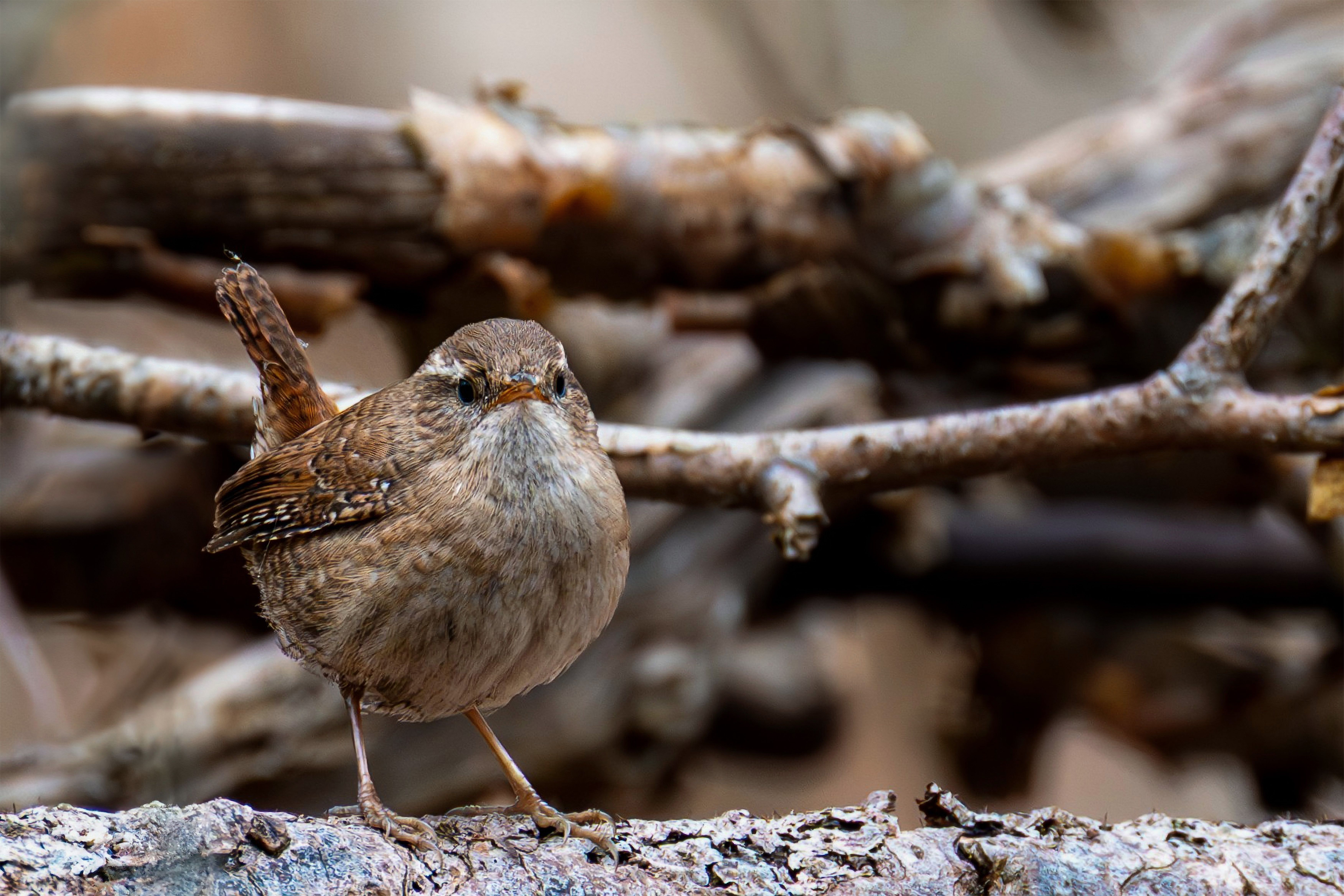 Close-up of a Wren in Natural Habitat · Free Stock Photo