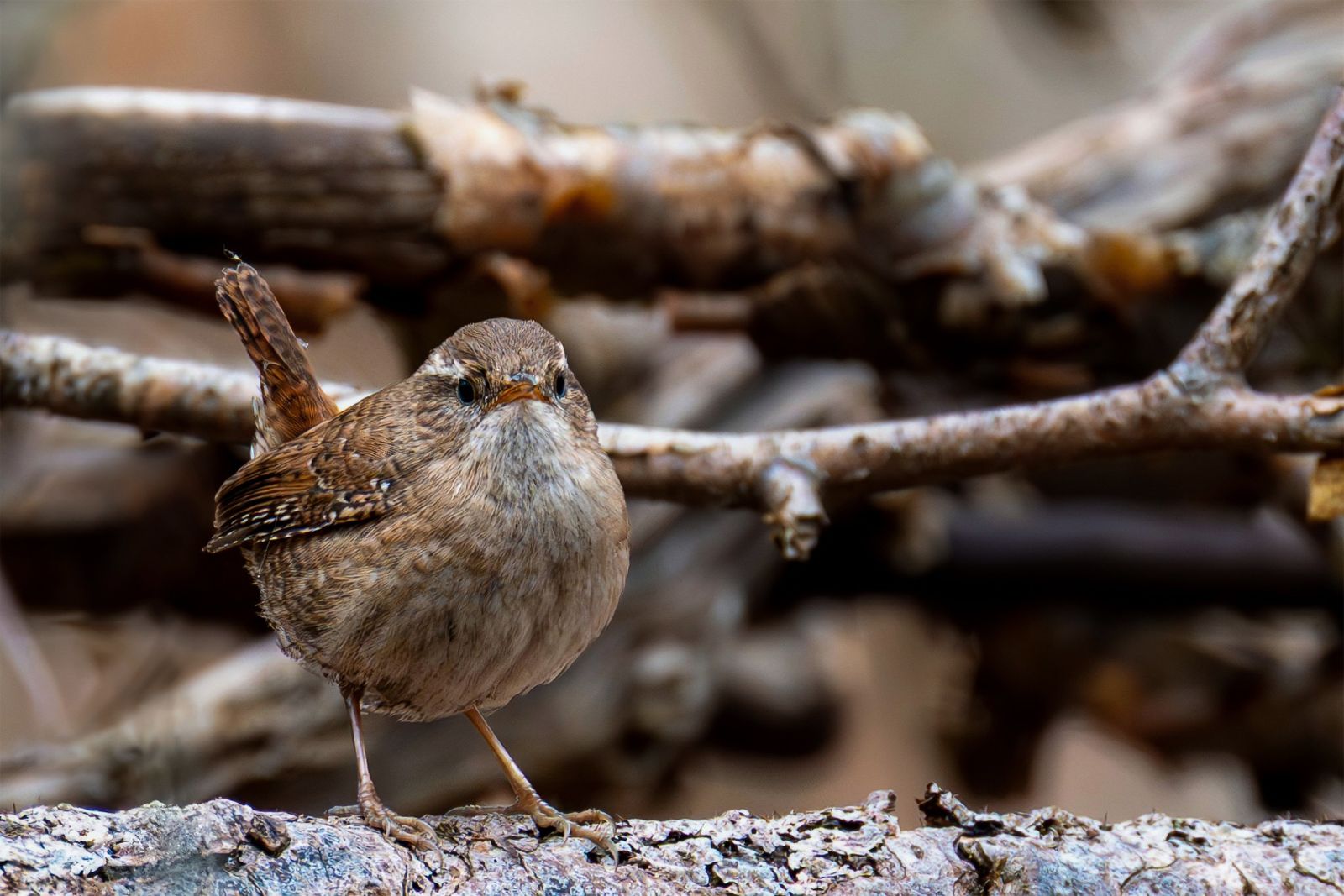 Fairy Wren Photos, Download The BEST Free Fairy Wren Stock Photos & HD ...
