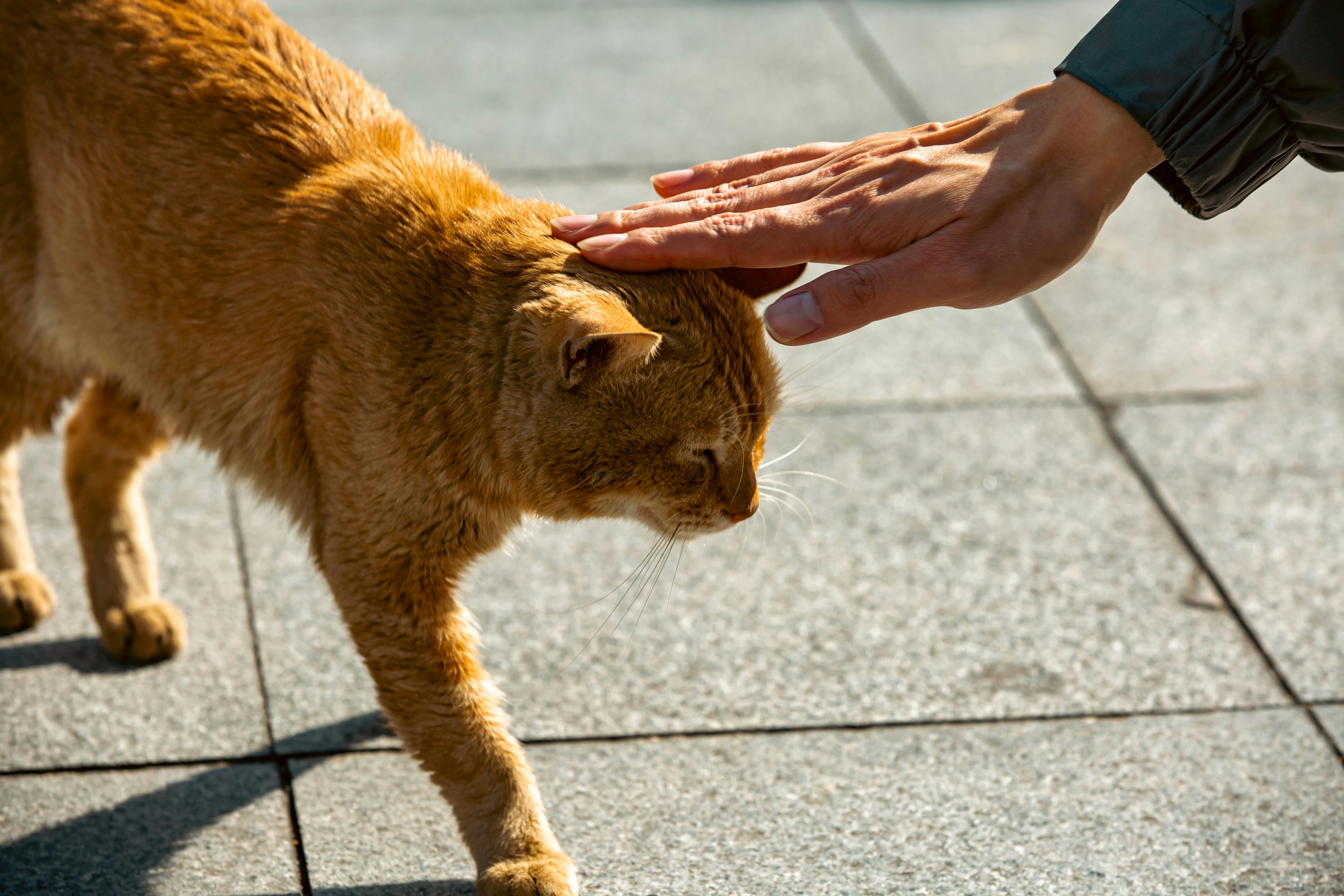 Ginger Cat Enjoying a Gentle Head Pat Outdoors · Free Stock Photo