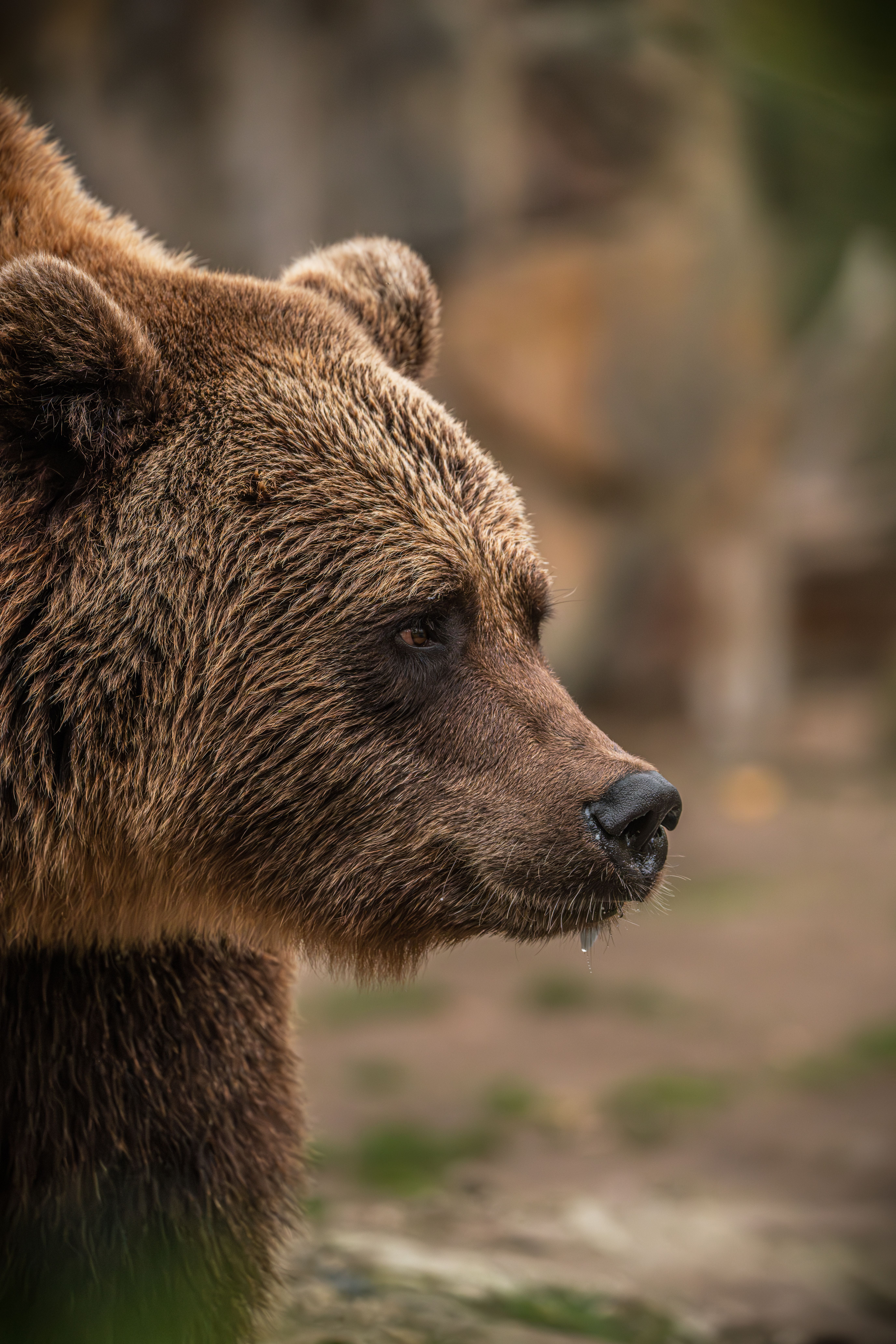 Majestic Grizzly Bear in Natural Habitat · Free Stock Photo
